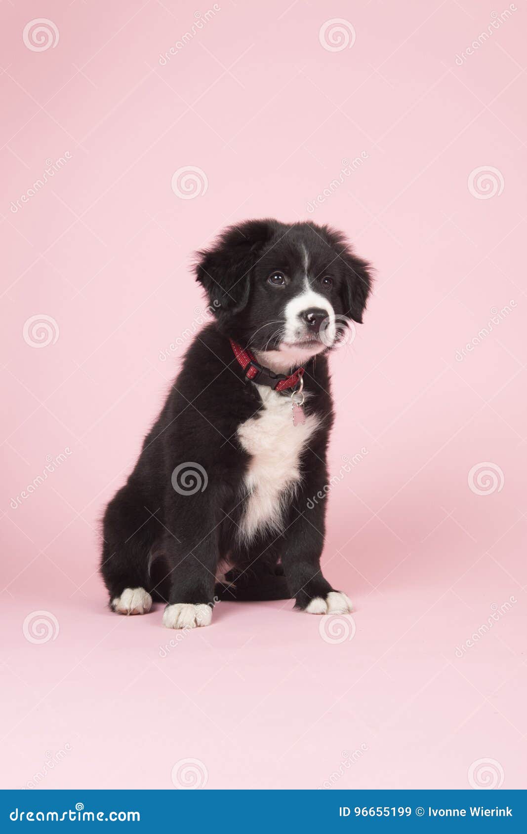 Cucciolo Di Border Collie Sul Rosa Immagine Stock - Immagine di giovane ...