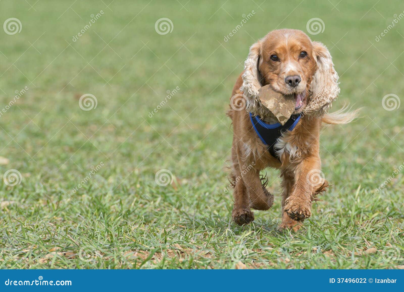 Cucciolo Di Cane Cocker Spaniel Fotografia Stock - Immagine di taglio ...