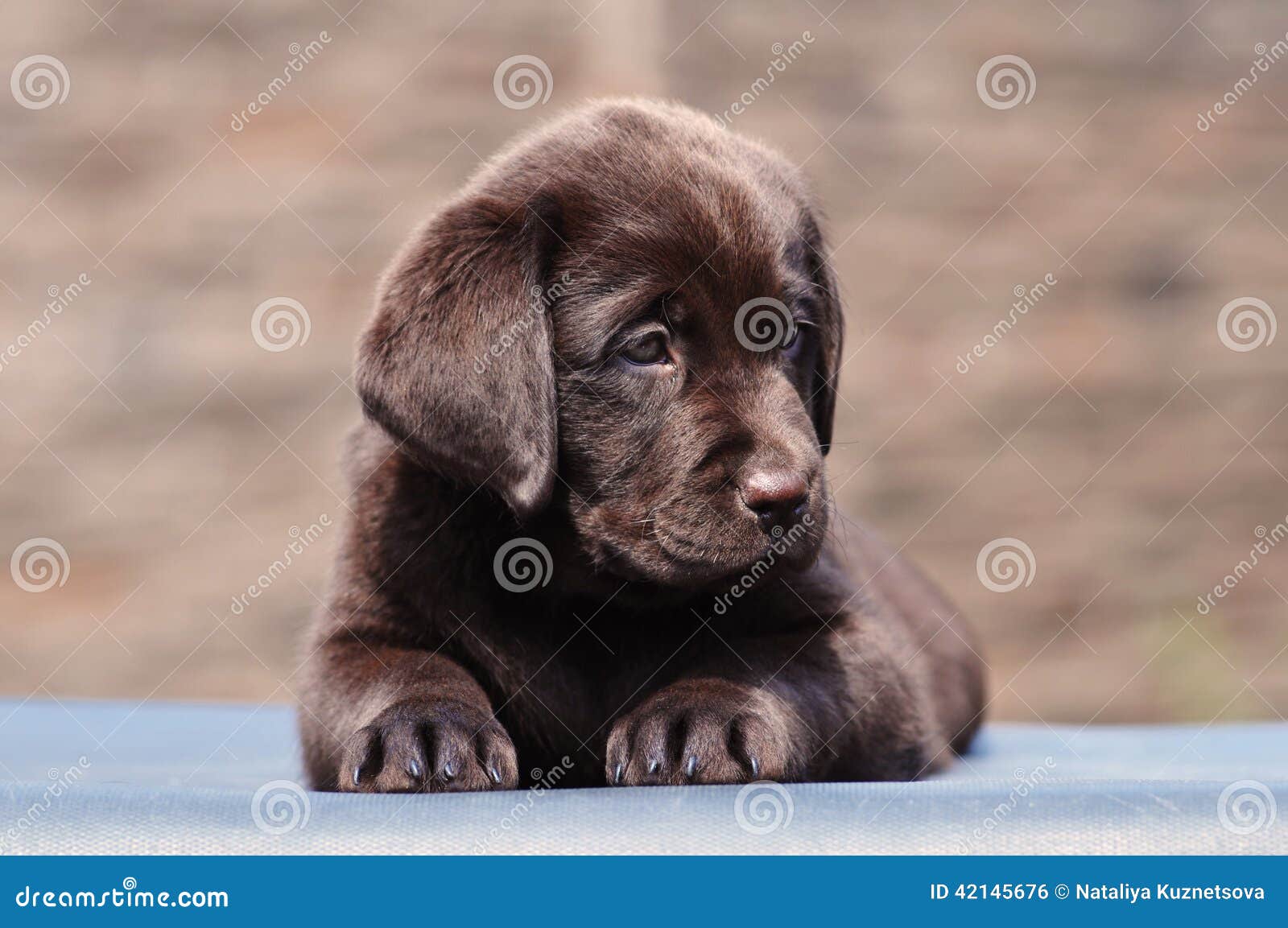 Cucciolo Di Due Mesi Di Labrador Fotografia Stock - Immagine di sguardo ...
