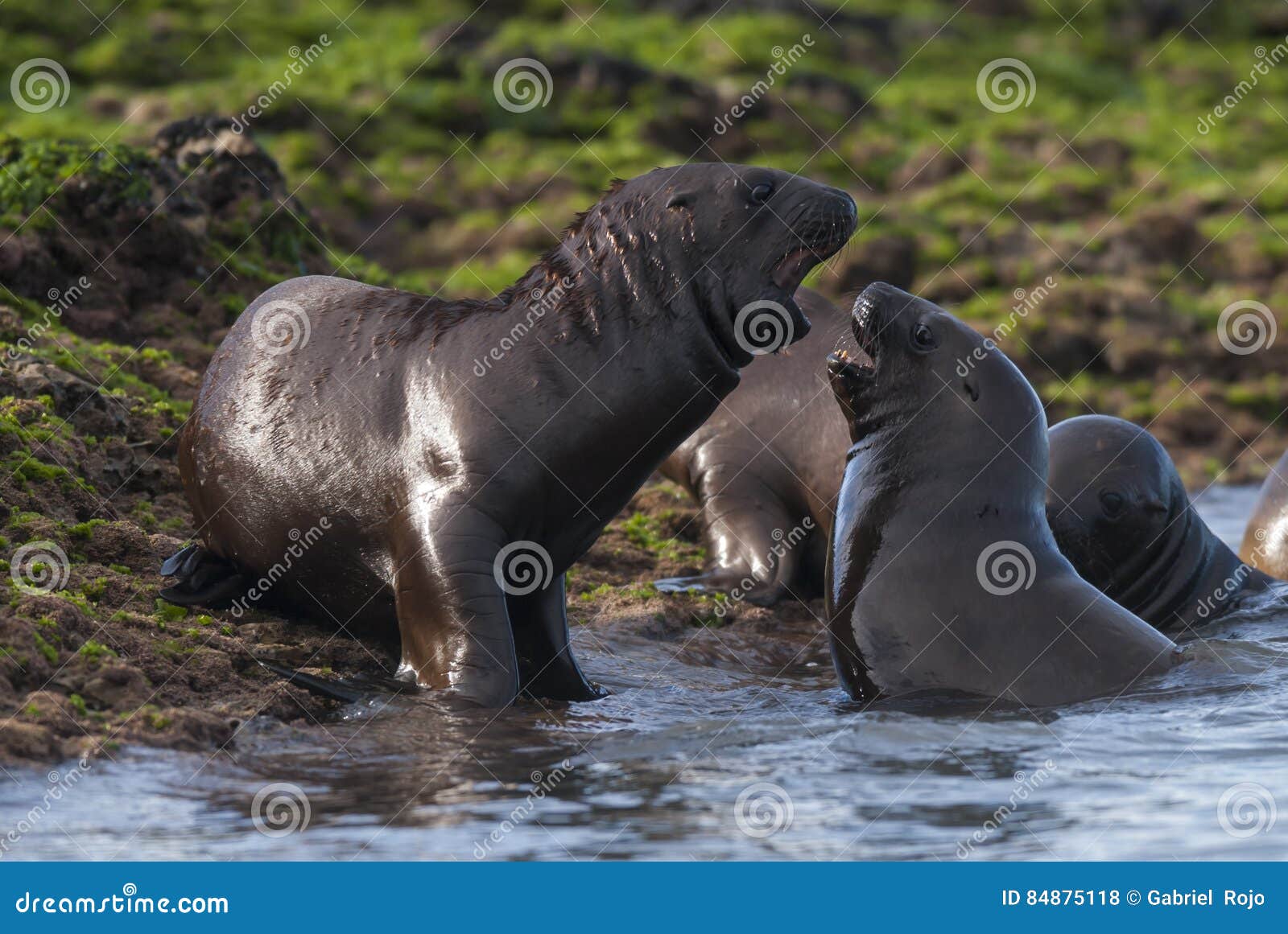 Cucciolo di foca fotografia stock. Immagine di patagonia - 84875118