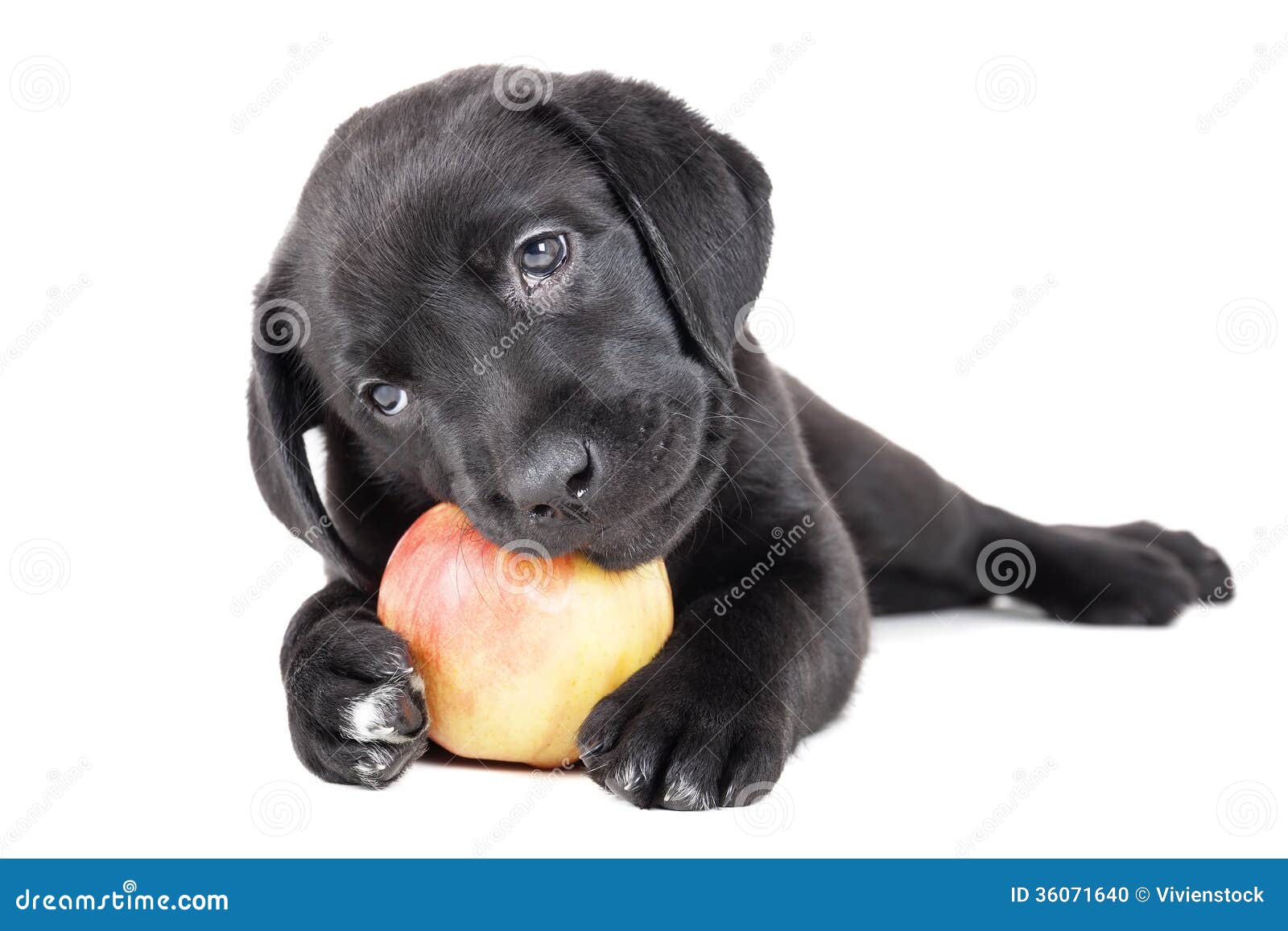 Cucciolo Di Labrador Con Una Mela Fotografia Stock - Immagine di mela ...