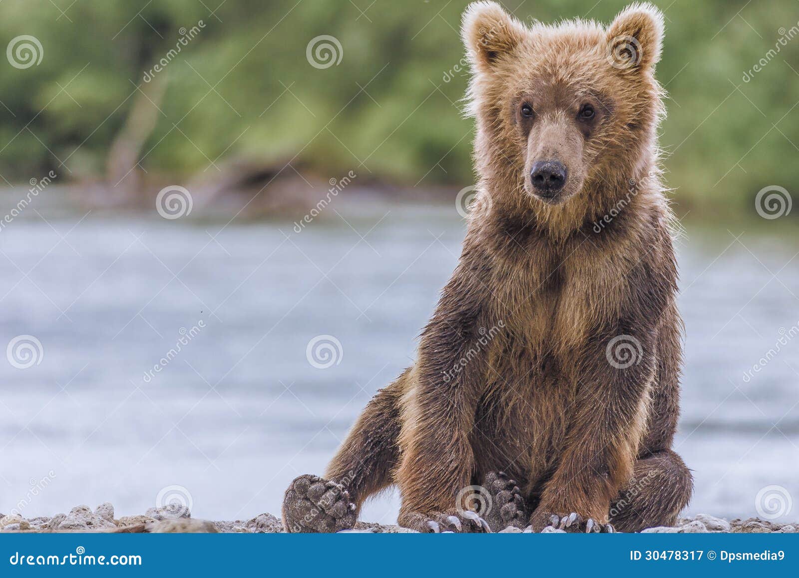 Cucciolo di orso immagine stock. Immagine di gioco, barra - 30478317