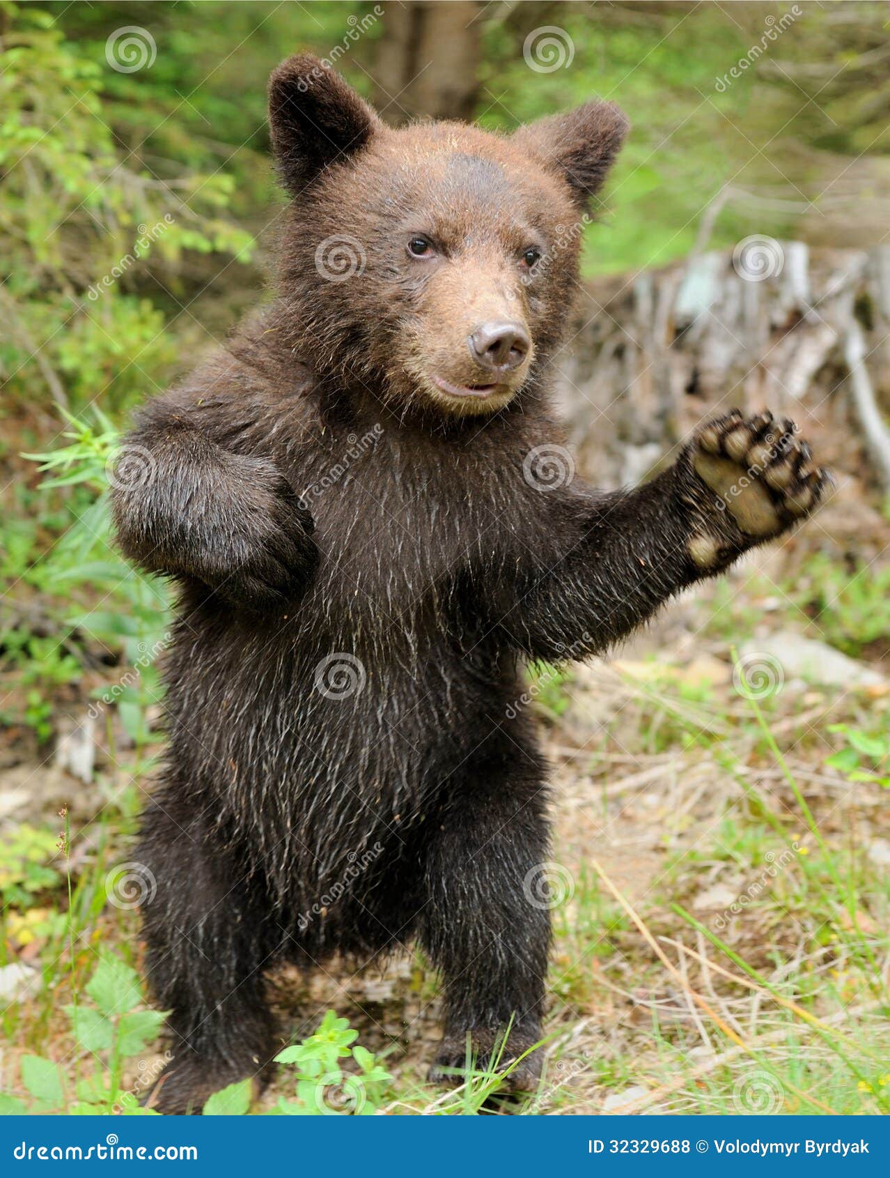 Cucciolo di orso bruno fotografia stock. Immagine di seduta - 32329688