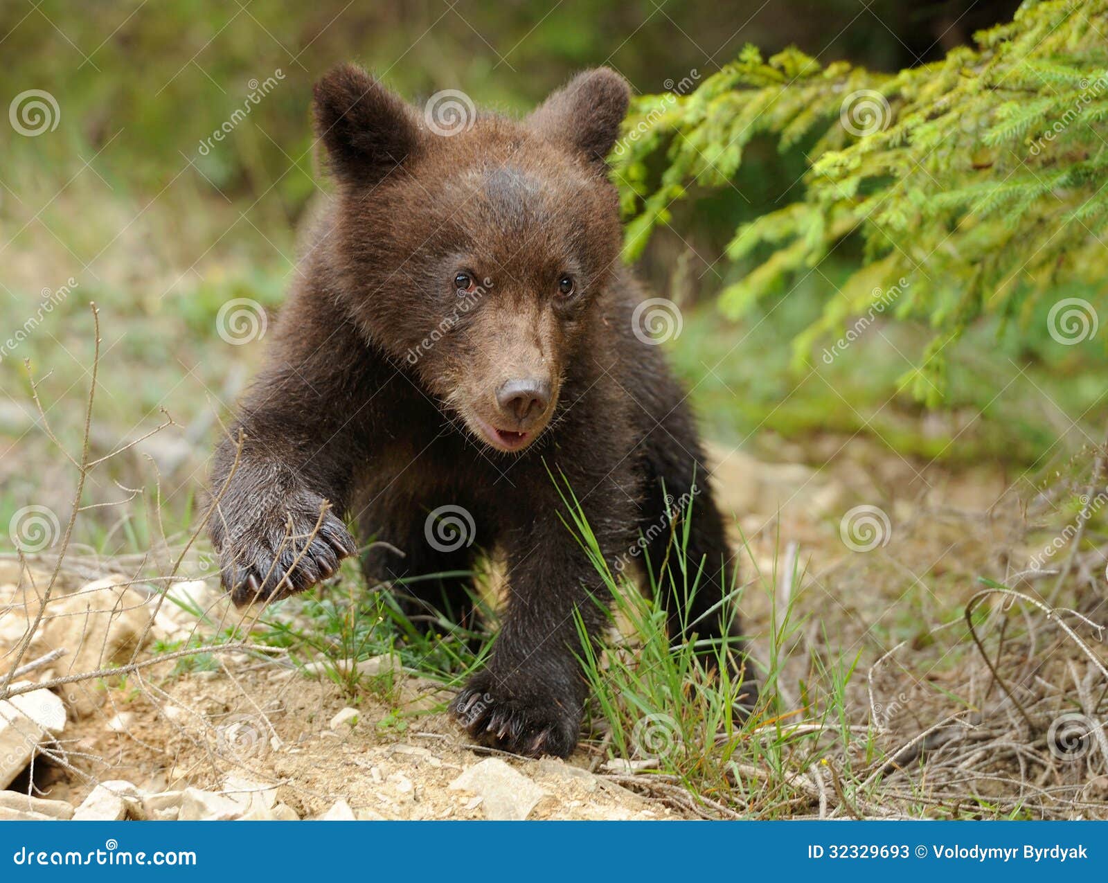 Cucciolo di orso bruno immagine stock. Immagine di minuscolo - 32329693