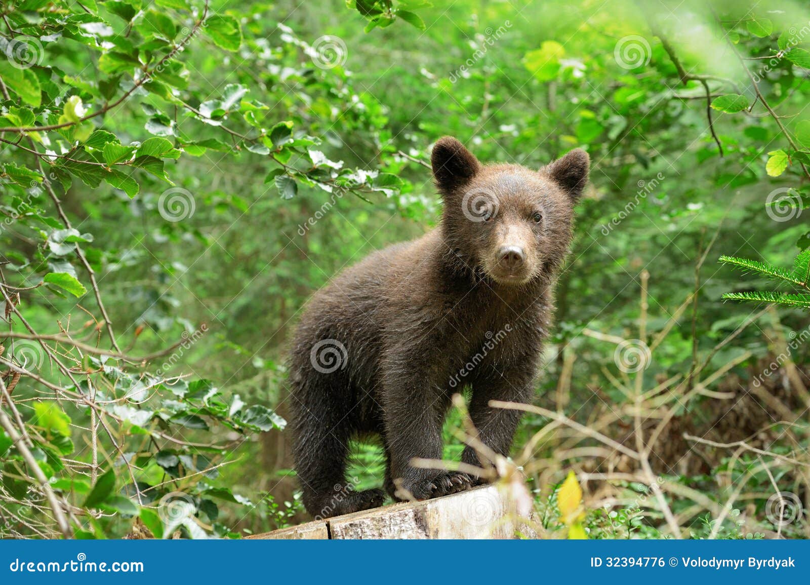 Cucciolo di orso bruno fotografia stock. Immagine di cuccioli - 32394776