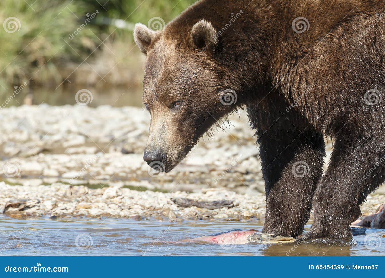 Cucciolo Di Orso Bruno All'Alaska Katmai Immagine Stock - Immagine di ...