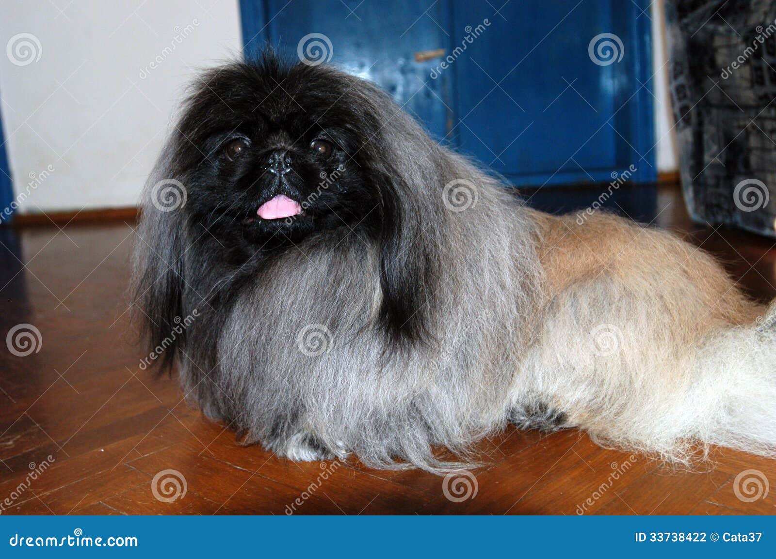 Cucciolo di pechinese fotografia stock. Immagine di animale - 33738422