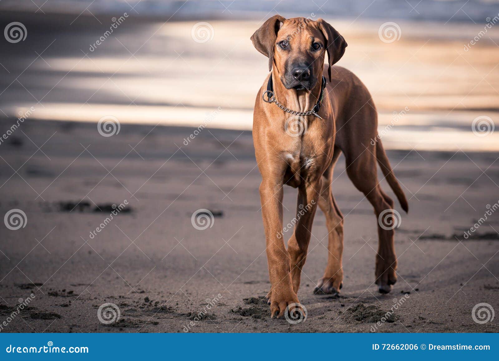 Cucciolo Di Rhodesian Ridgeback Fotografia Stock - Immagine di cane ...