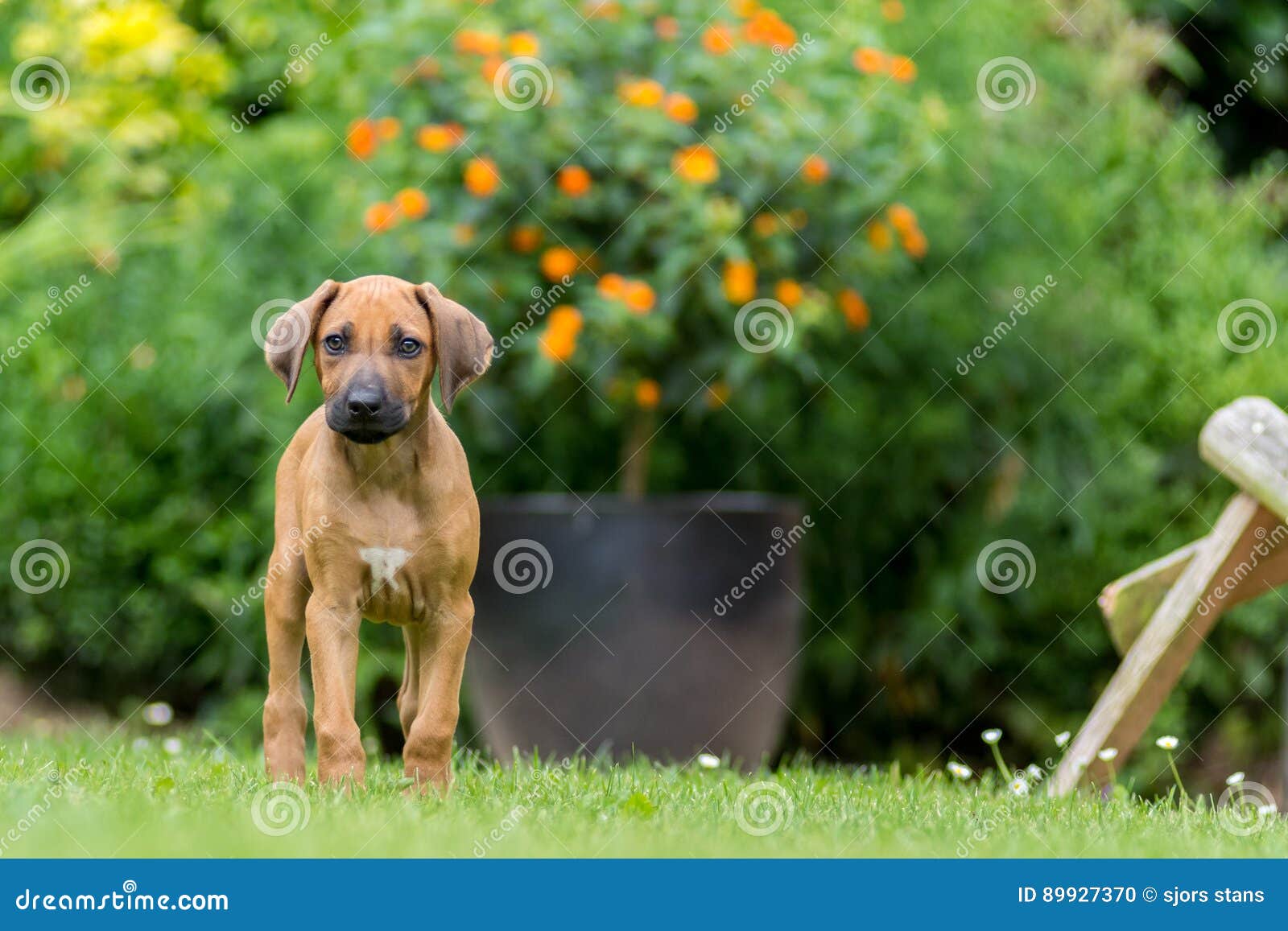 Cucciolo Di Rhodesian Ridgeback Fotografia Stock - Immagine di piccolo ...