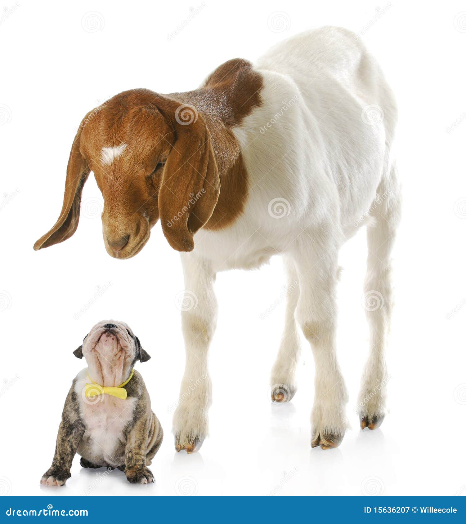 Cucciolo e capra immagine stock. Immagine di pedigree - 15636207