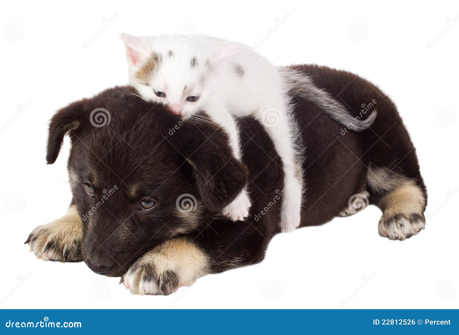 Cucciolo e gatto fotografia stock. Immagine di felino - 22812526