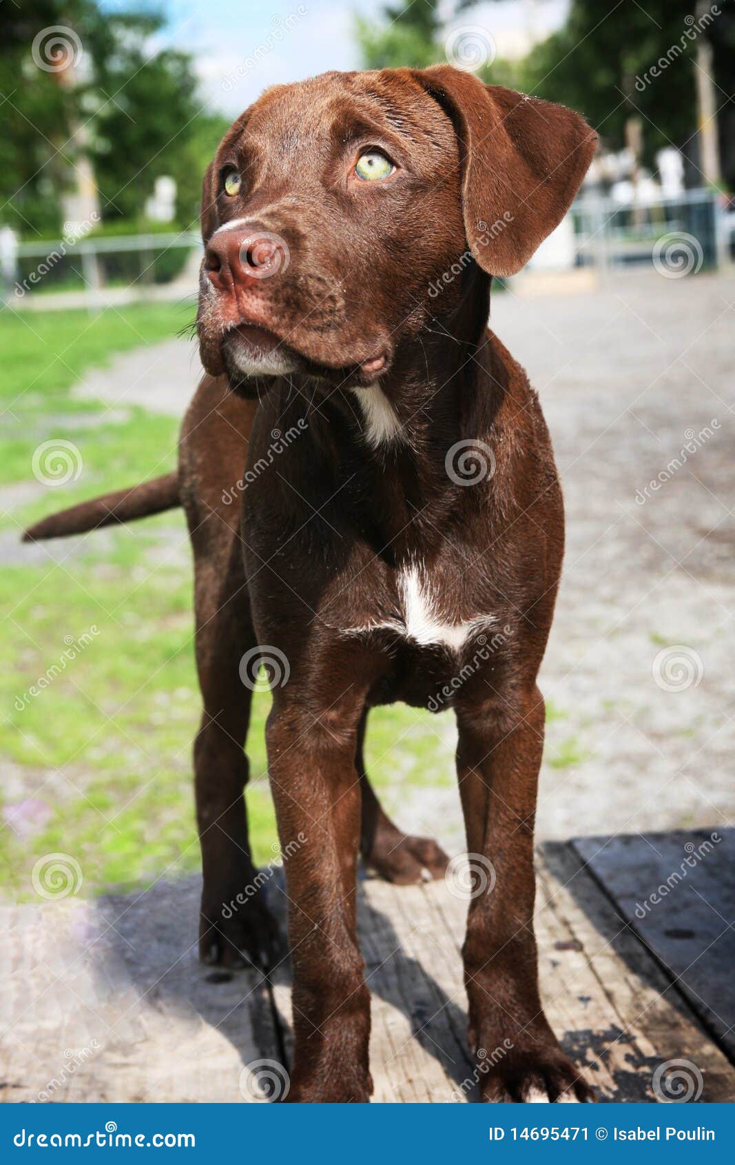 Cucciolo labrador immagine stock. Immagine di animale - 14695471