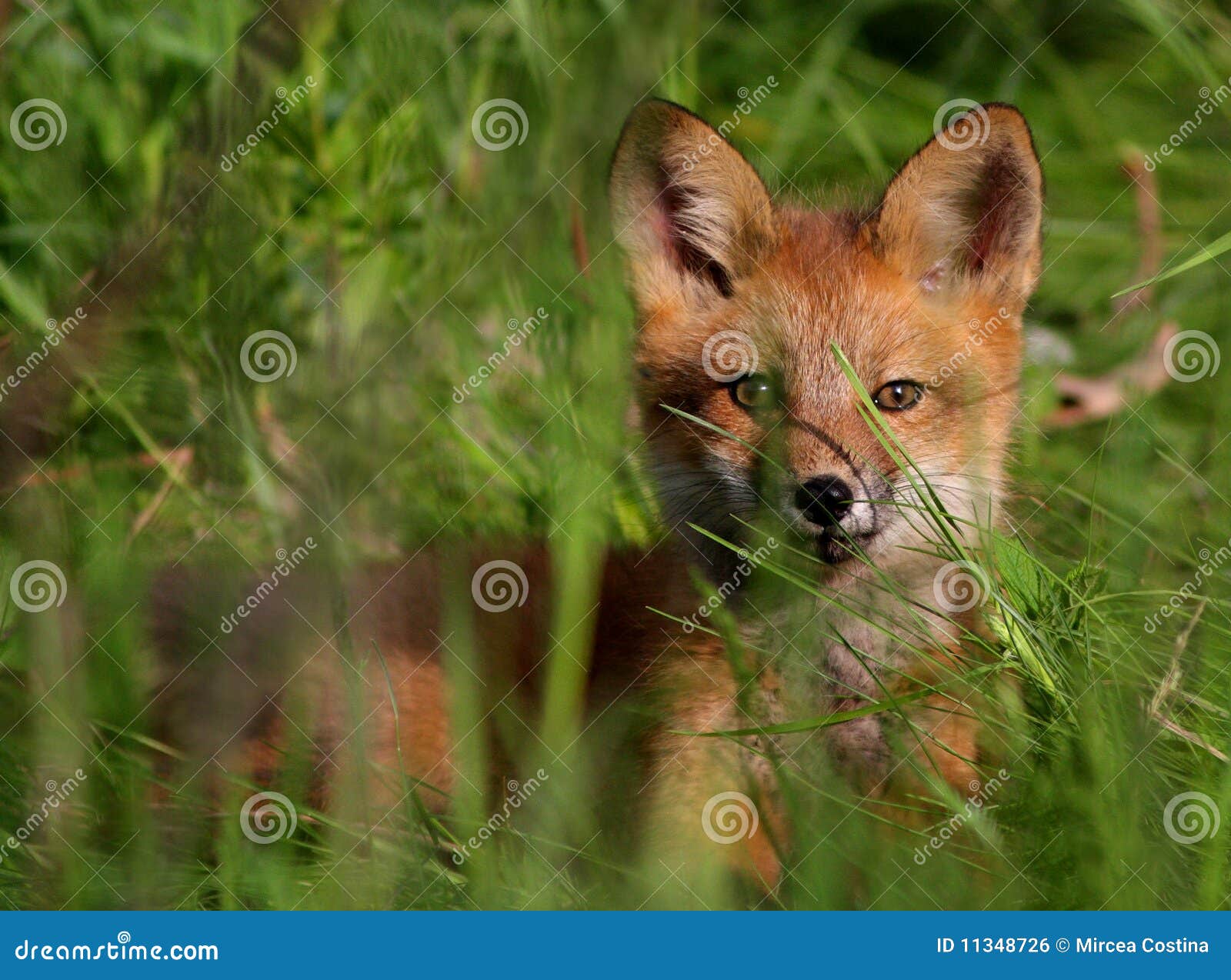 Cucciolo Selvaggio Della Volpe Rossa Fotografia Stock - Immagine di ...
