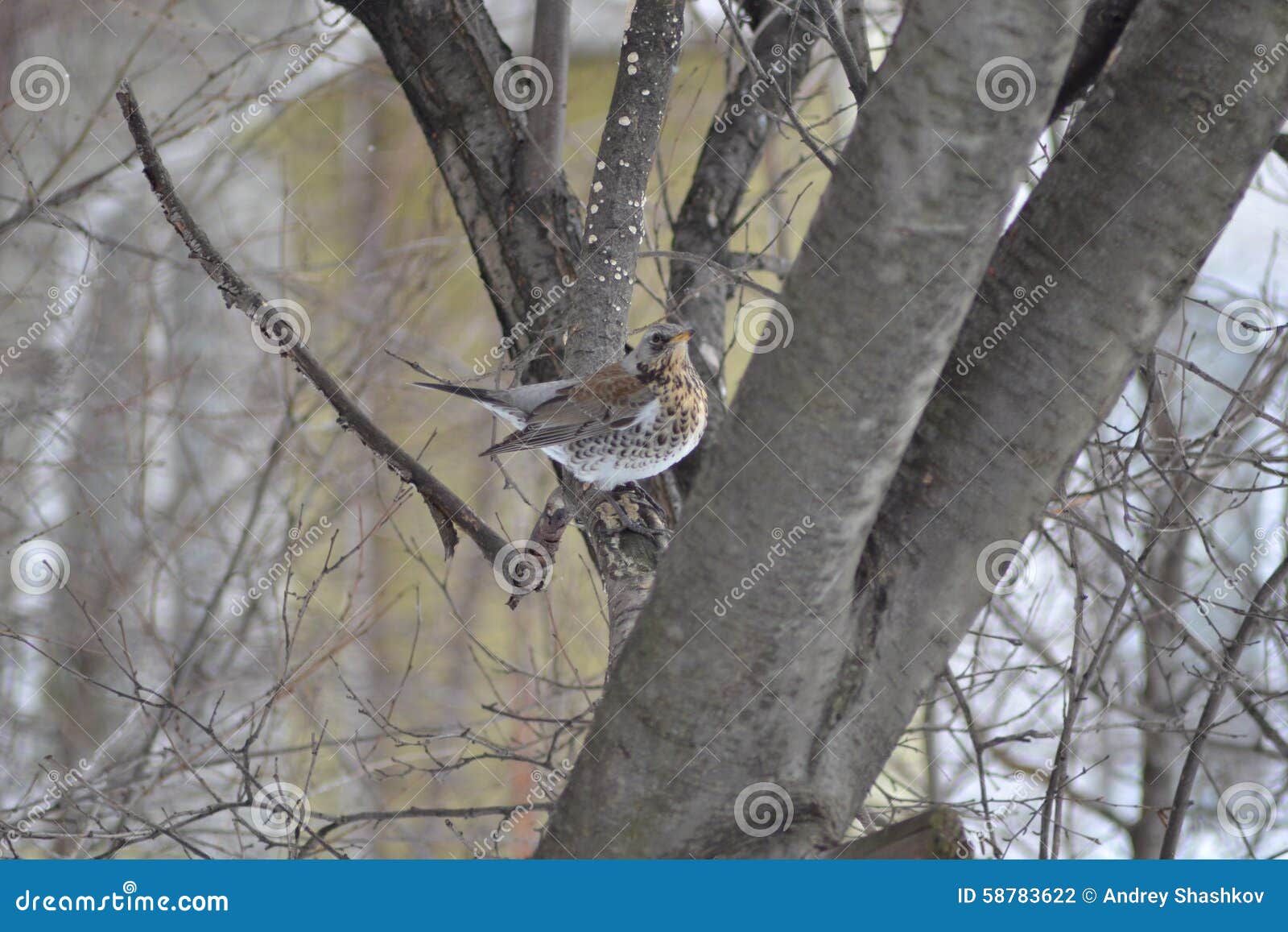 Cuckoo stock photo. Image of mountains, river, ground - 58783622