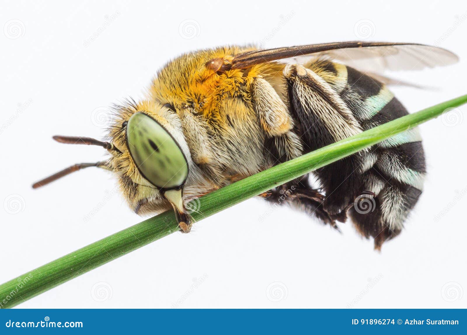 Cuckoo bee stock photo. Image of background, closeup - 91896274