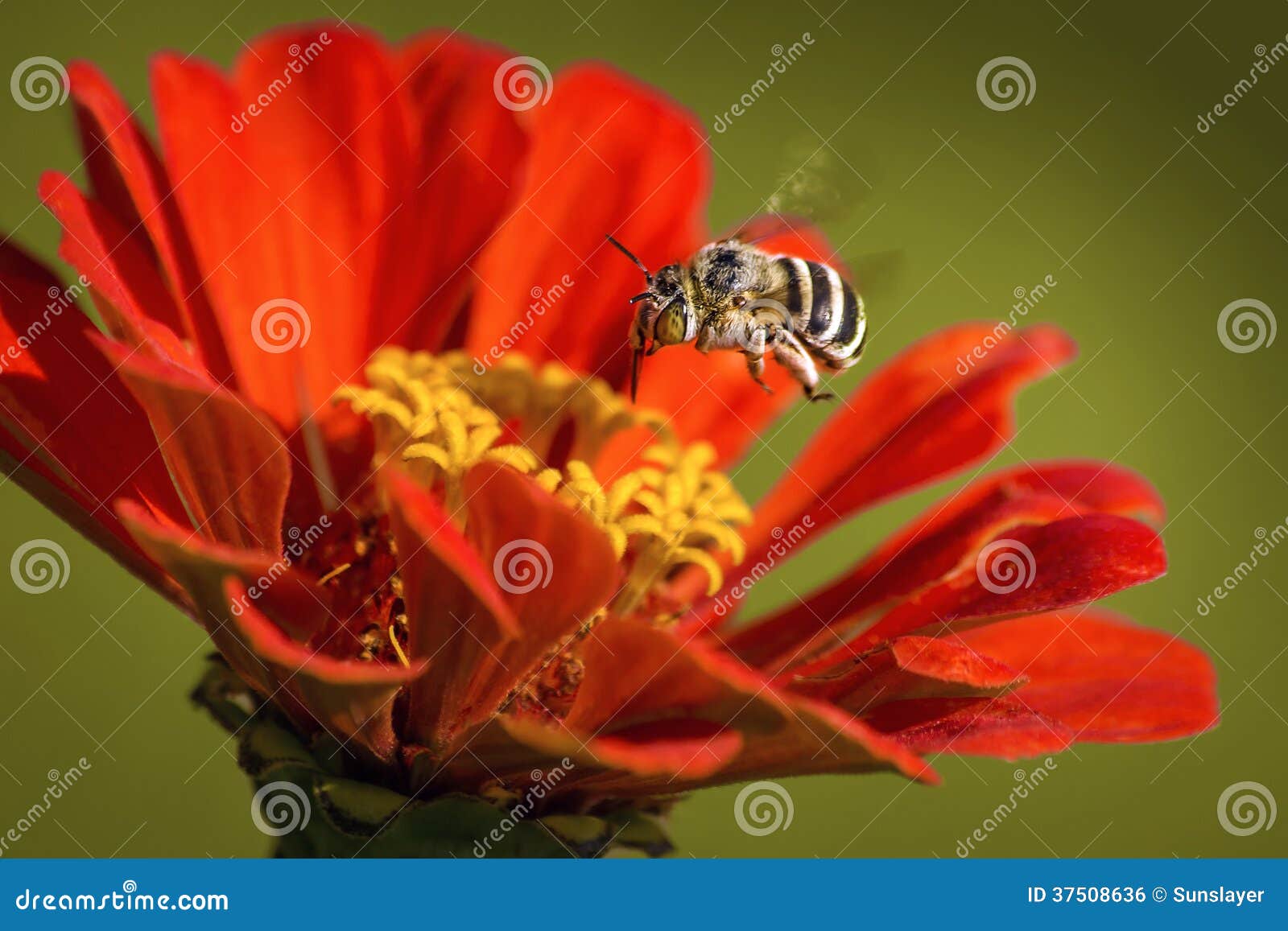 Cuckoo bee on the fly stock photo. Image of detailed - 37508636