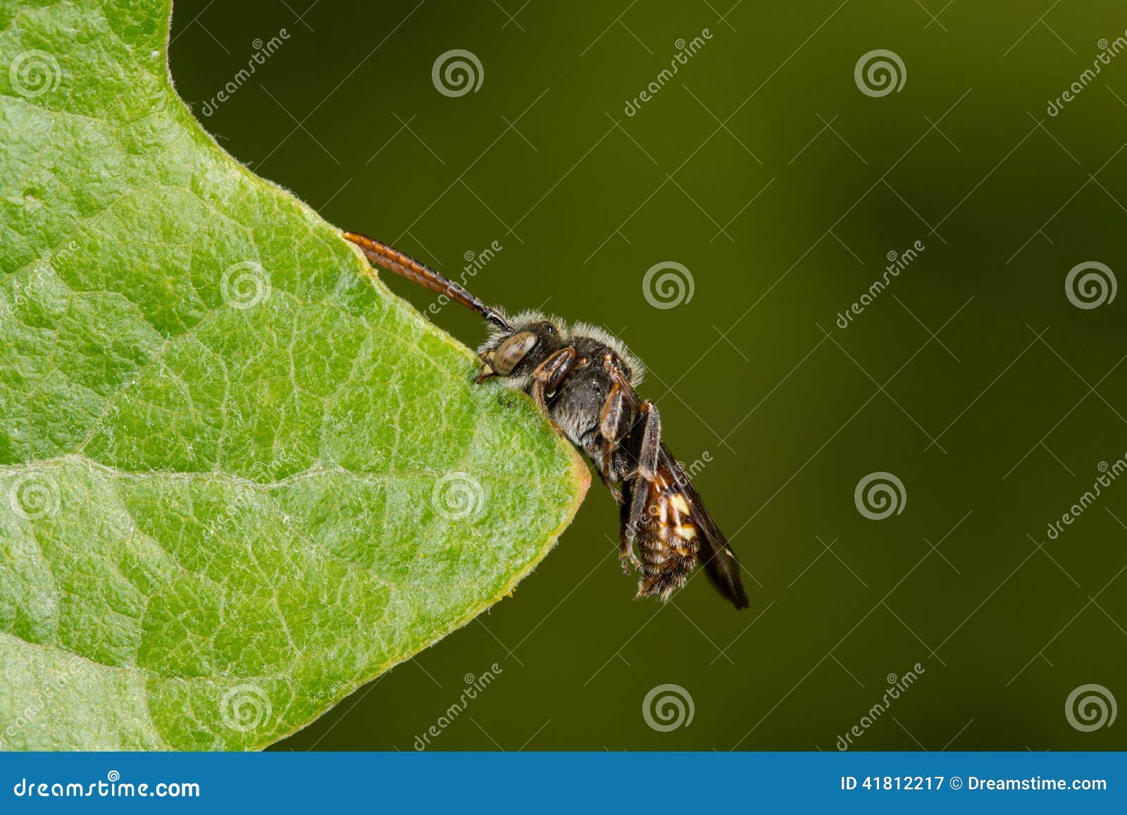 157 Ruficornis Stock Photos - Free & Royalty-Free Stock Photos from ...