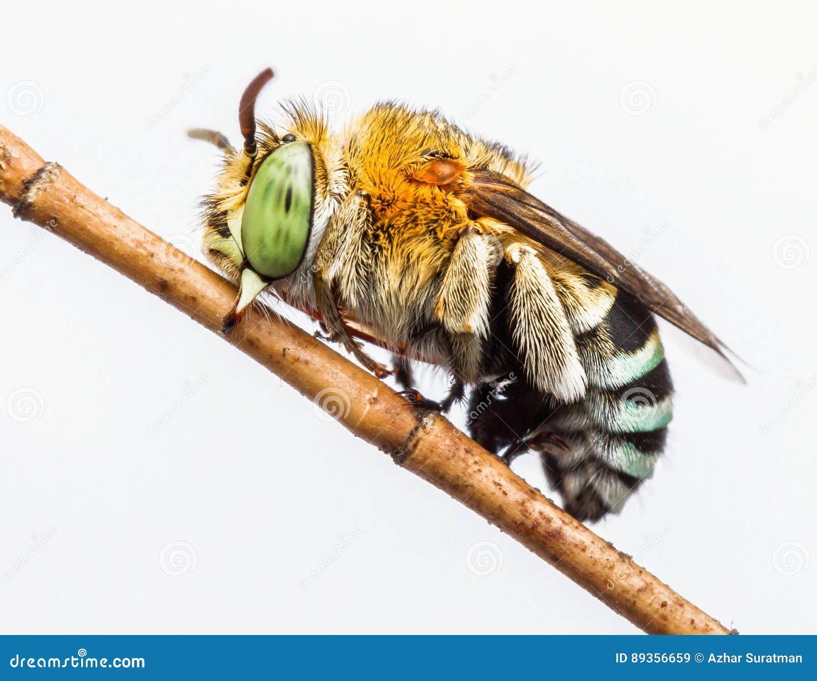 3,578 Resting Bee Stock Photos - Free & Royalty-Free Stock Photos from ...