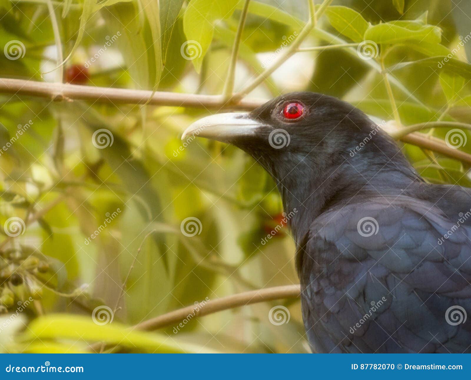Cuckoo bird stock photo. Image of eyed, cuckoo, bird - 87782070