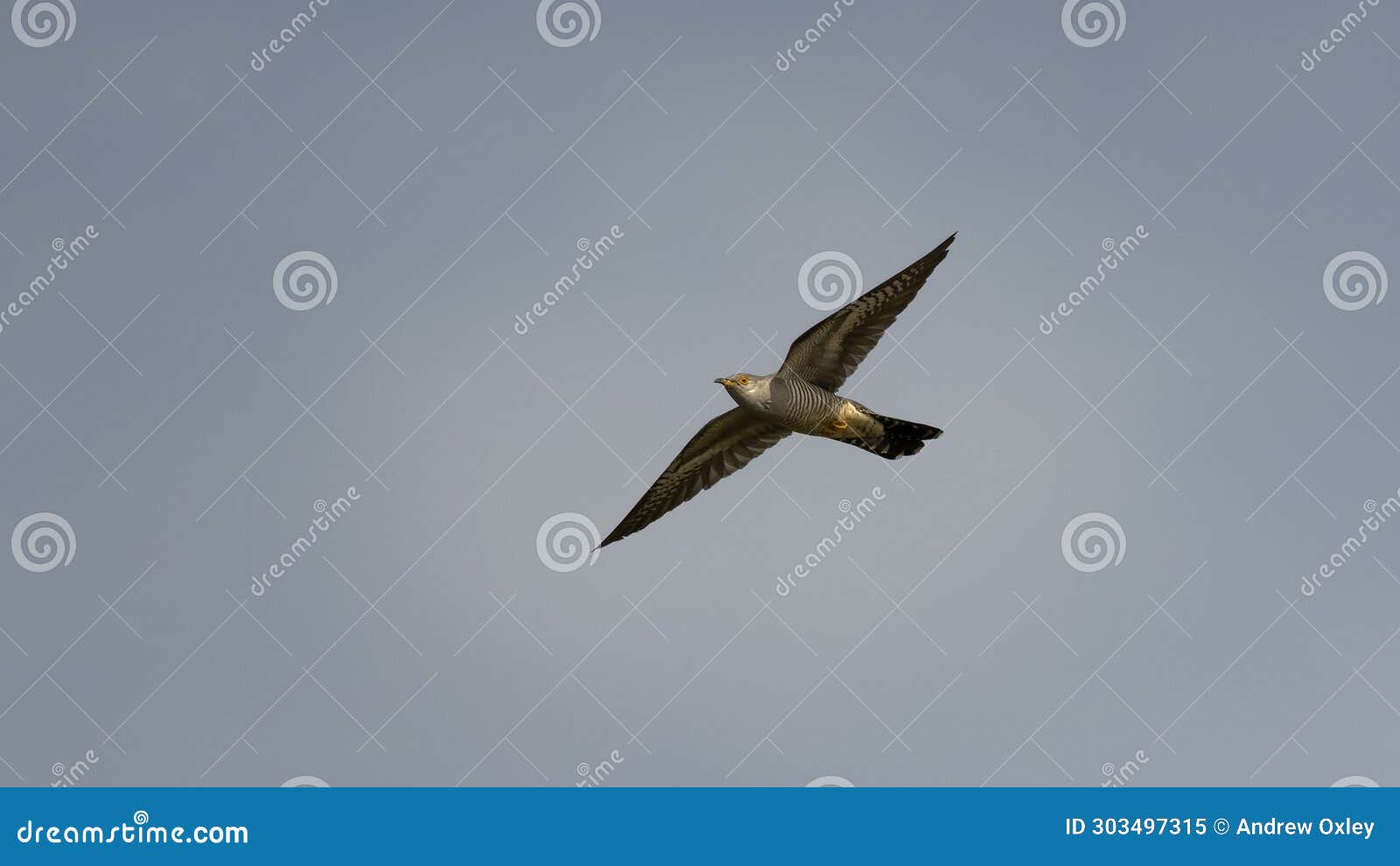 Cuckoo bird in flight stock image. Image of alone, cuckoo - 303497315
