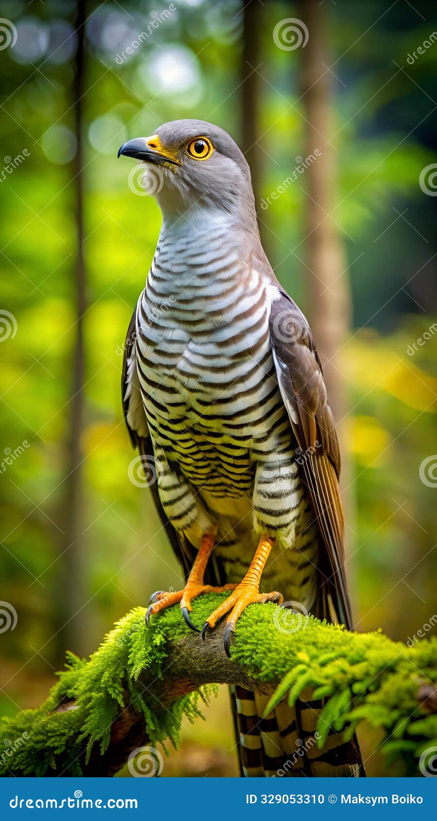 Cuckoo bird looks forest stock illustration. Illustration of outline ...