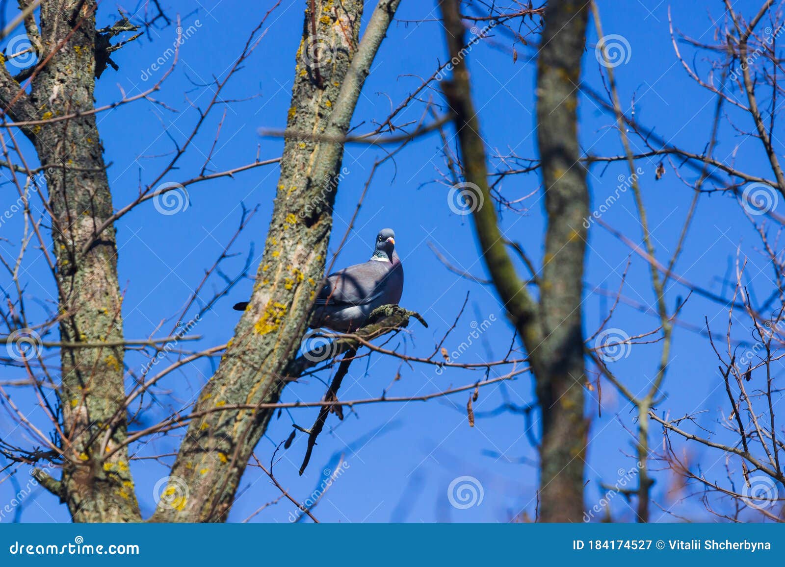 Cuckoo bird on the tree stock image. Image of wildlife - 184174527