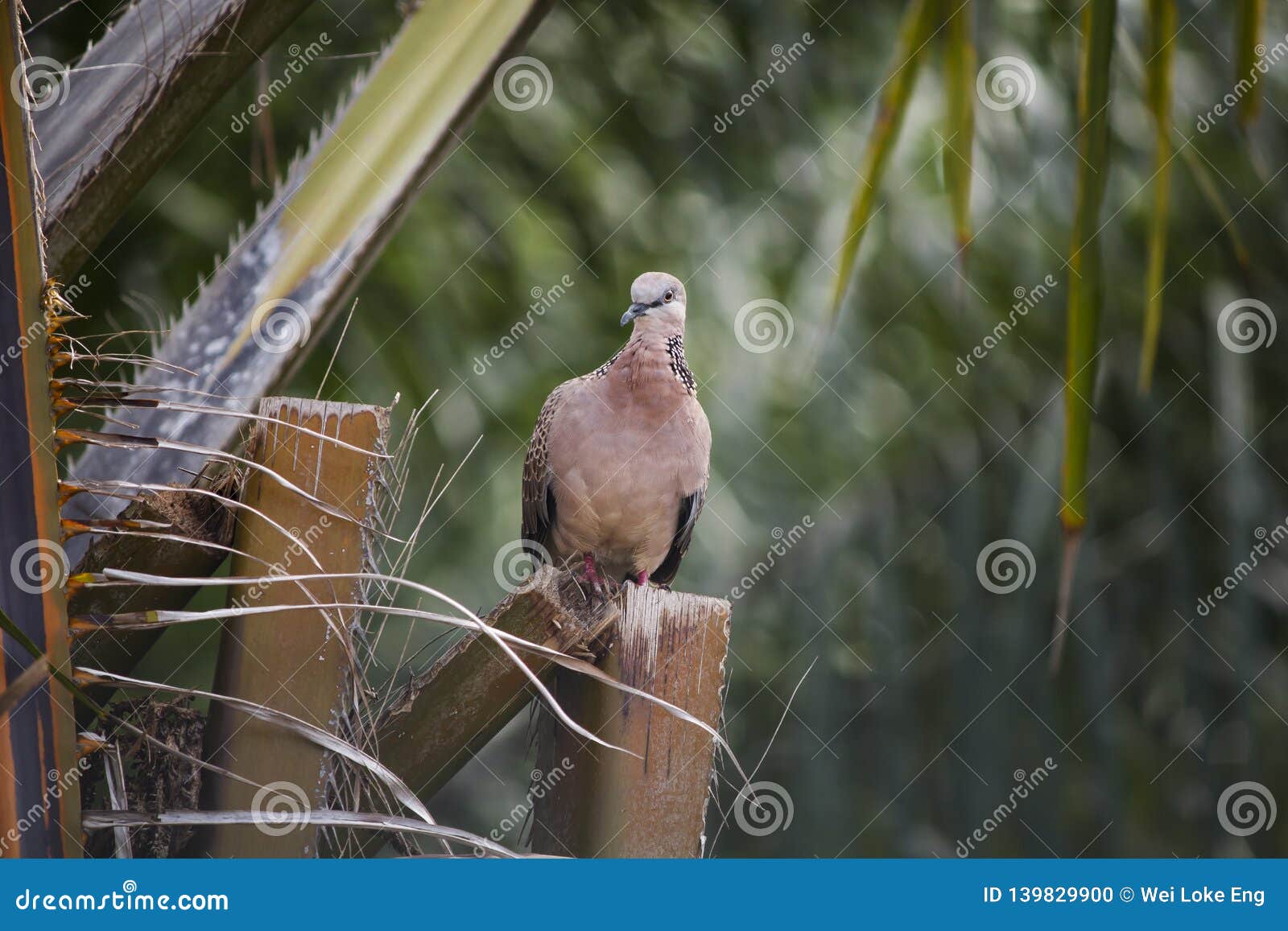 Cuckoo bird on tree stock photo. Image of brown, tree - 139829900