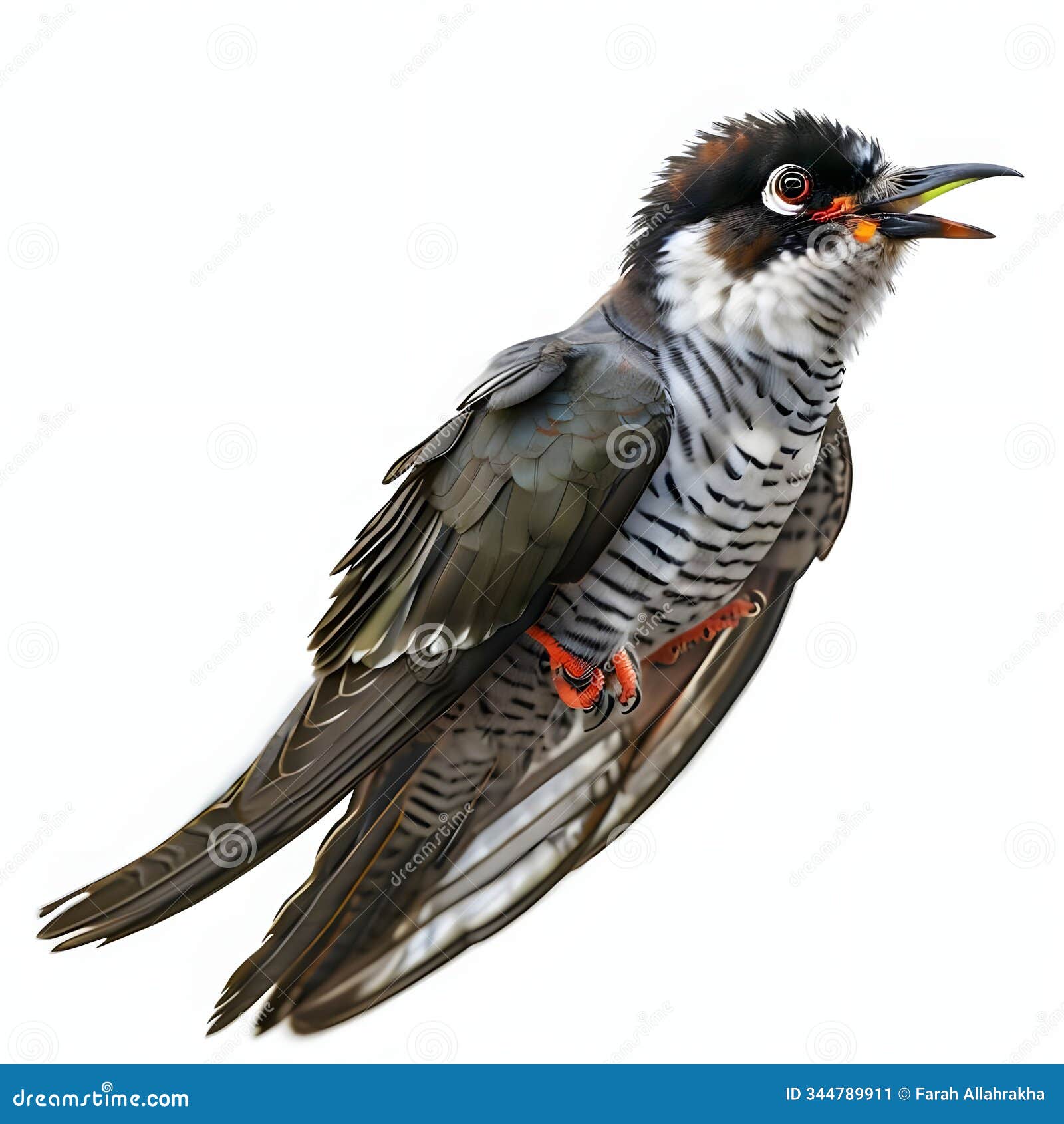 The Cuckoo is a Medium-sized Bird Known for Its Distinctive Call Stock ...