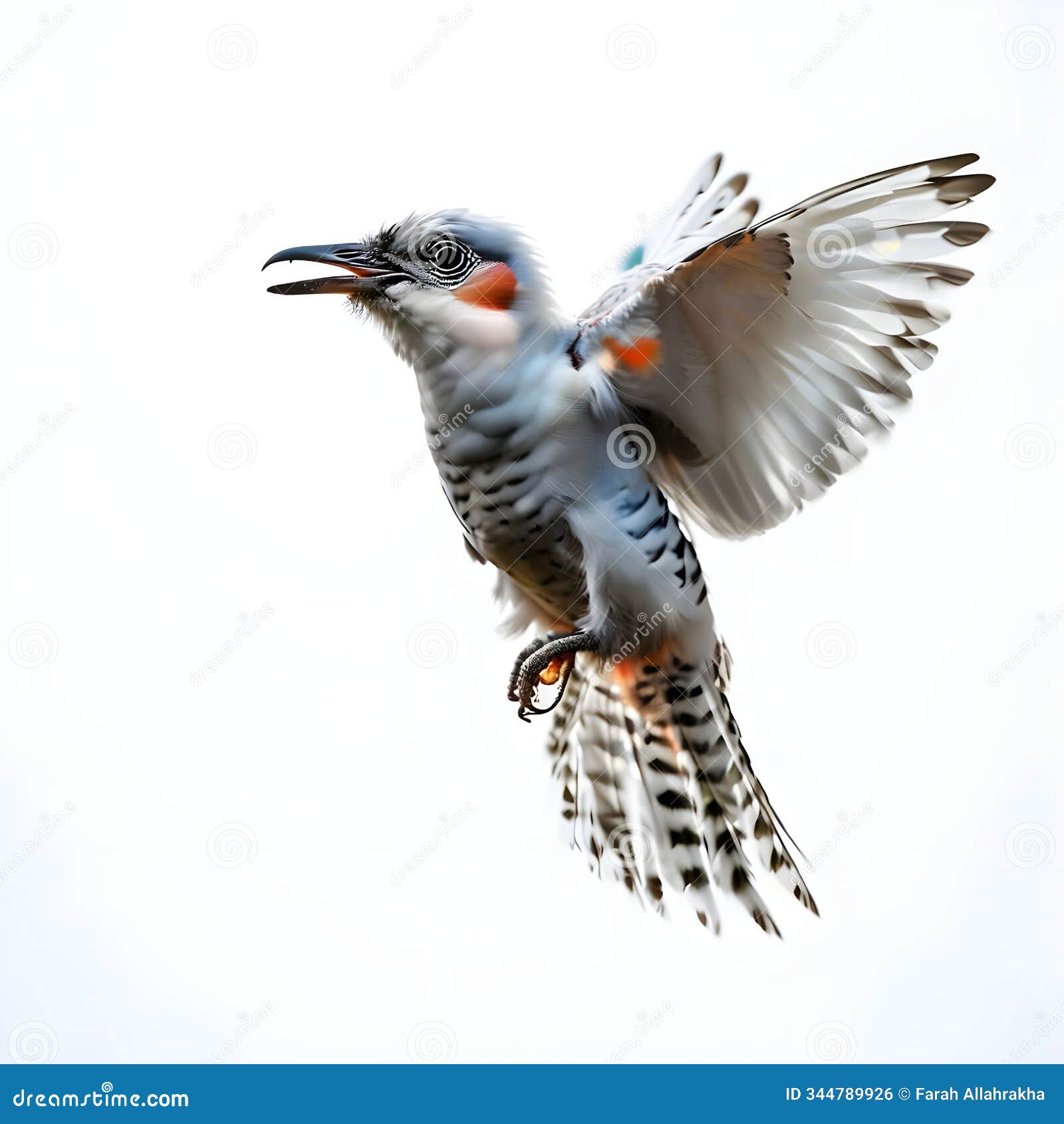 The Cuckoo is a Medium-sized Bird Known for Its Distinctive Call, Brood ...
