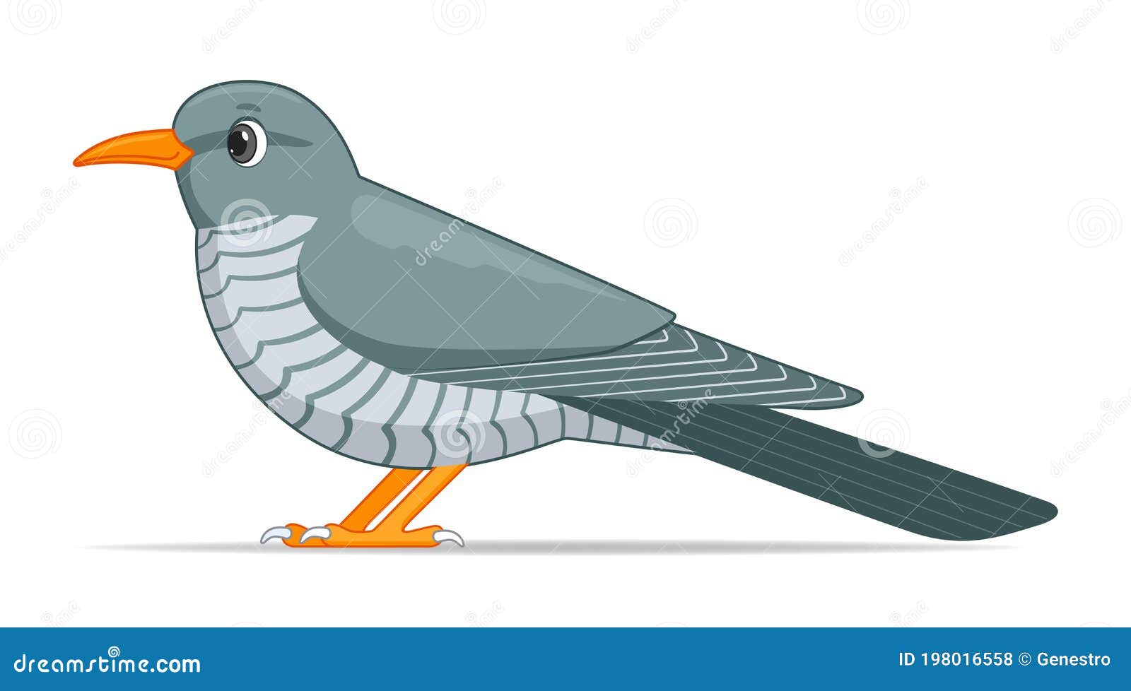Cuckoo Bird Learn To Draw Vector | CartoonDealer.com #61996729