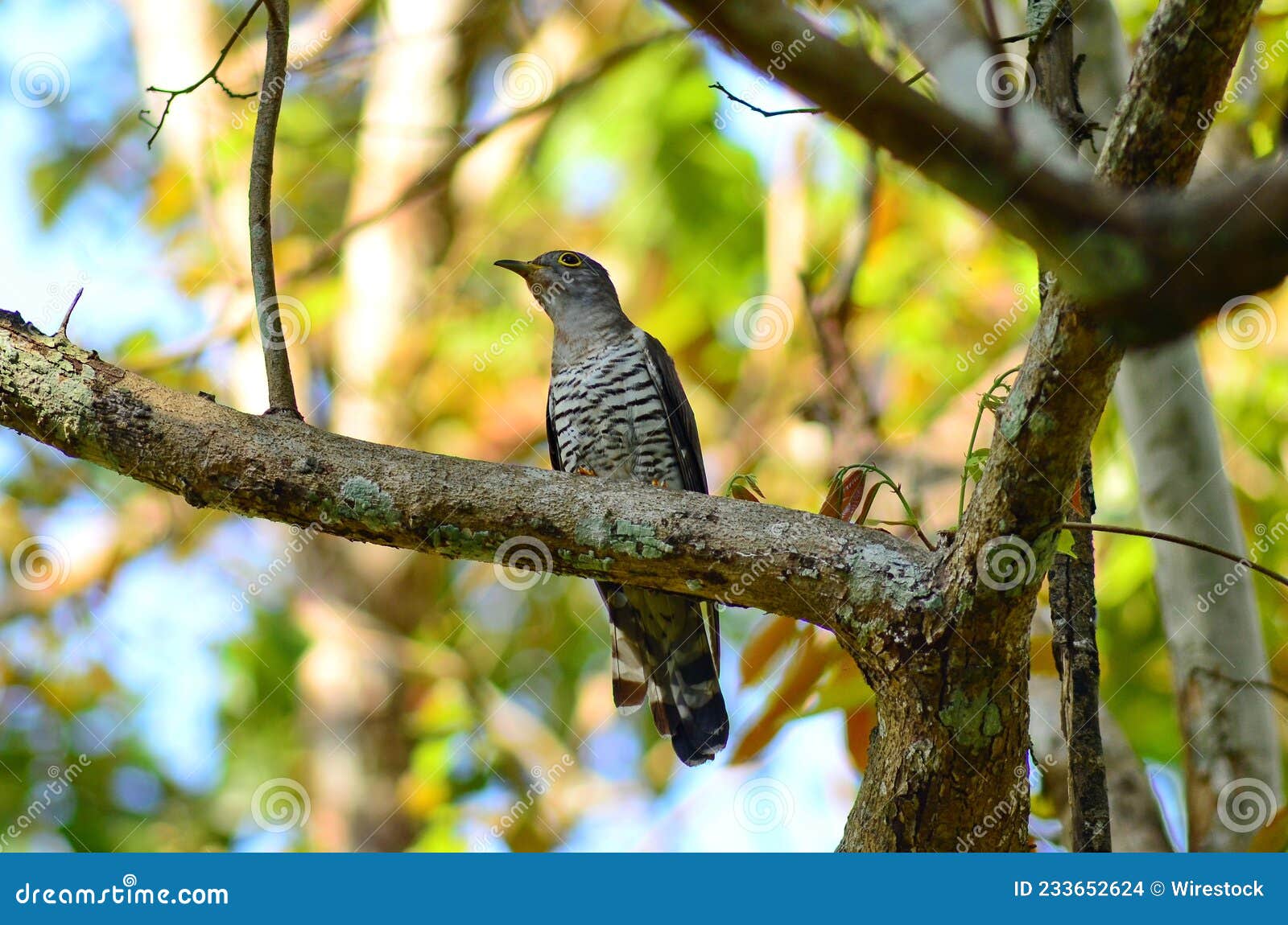 Cuckoo Birds Perching and Feeding Stock Photo - Image of bird, striped ...