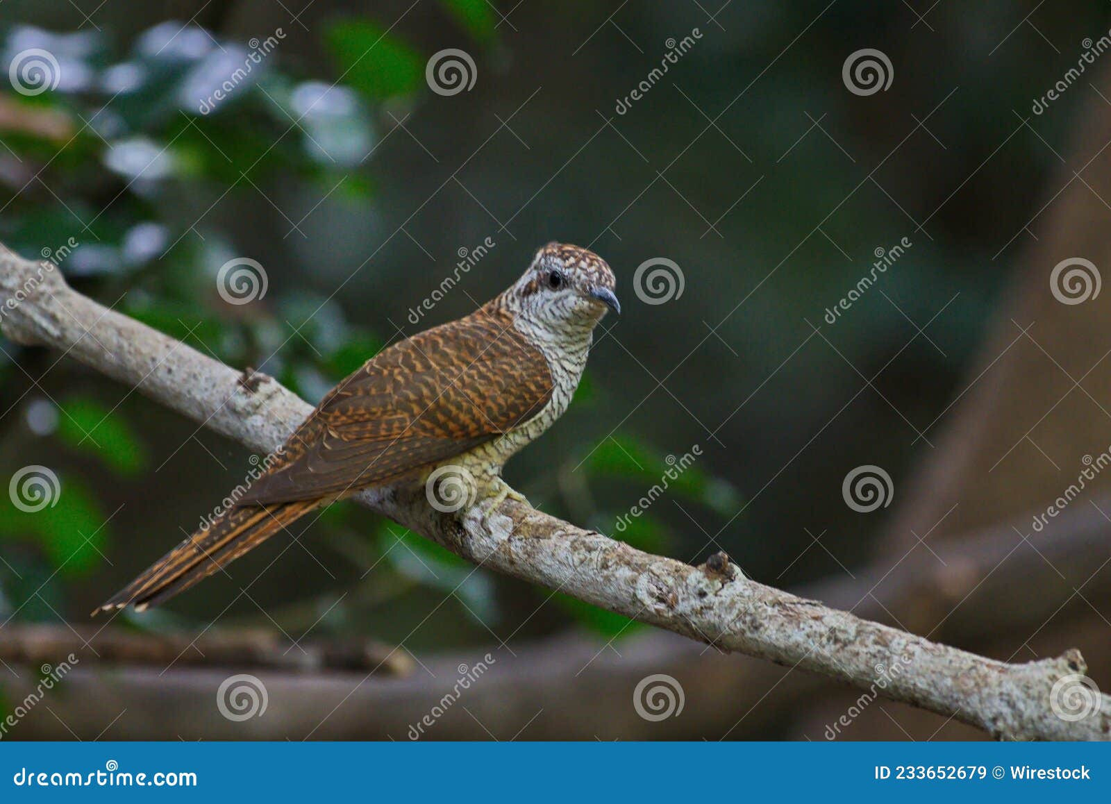 Cuckoo Birds Perching and Feeding Stock Image - Image of banded, bird ...