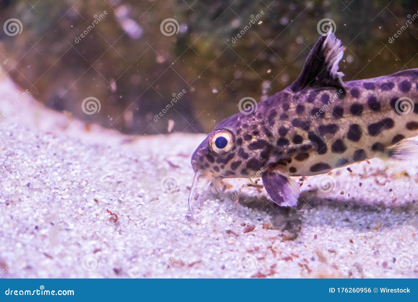 Cuckoo Catfish Swimming in the Aquarium Stock Photo - Image of albino ...