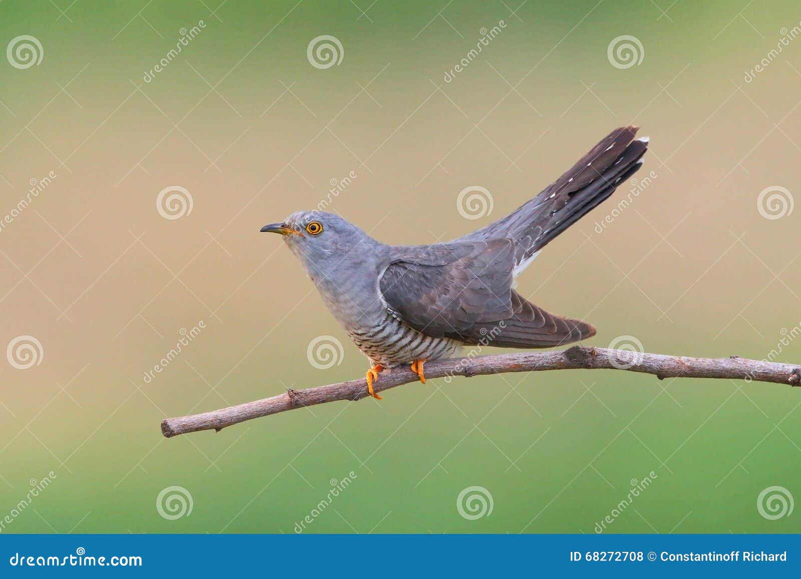 Cuckoo ( Cuculus canorus ) stock photo. Image of colorful - 68272708