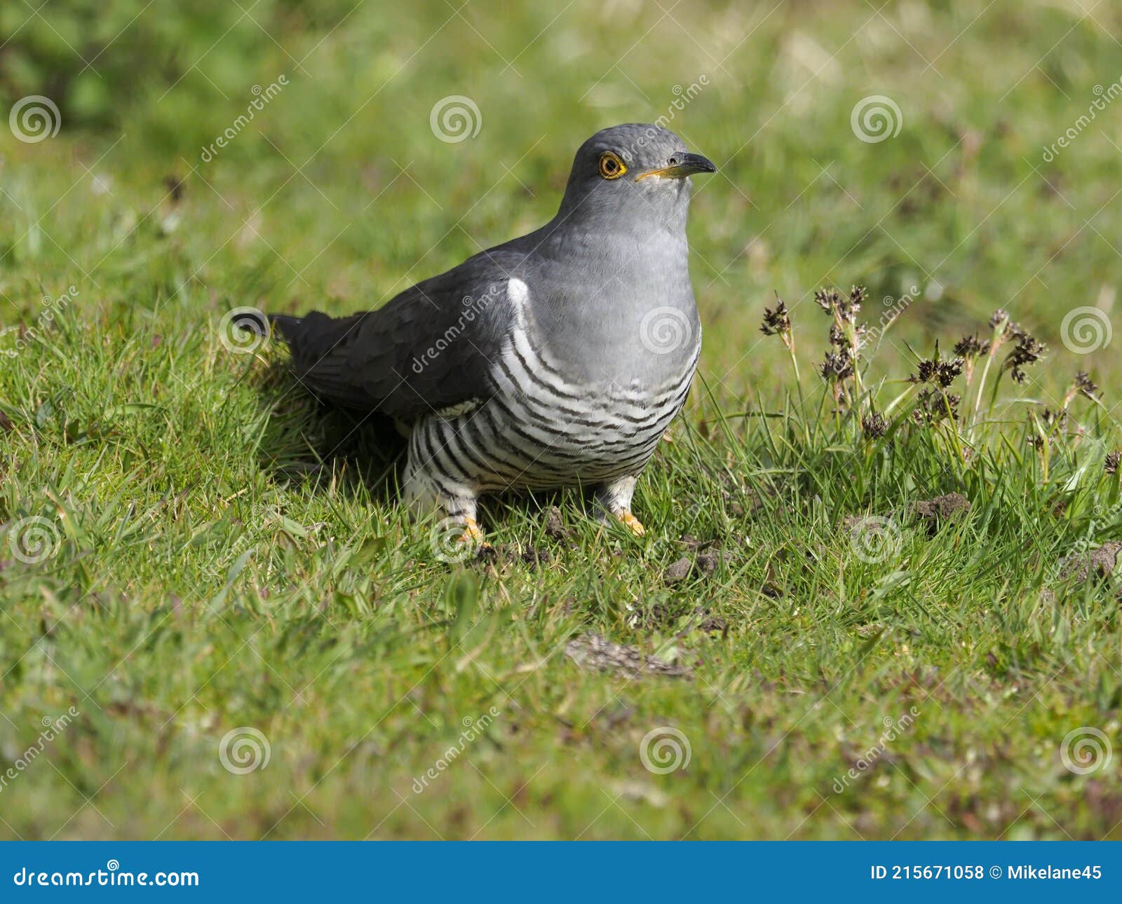 Cuckoo, Cuculus canorus stock photo. Image of cuculus - 215671058