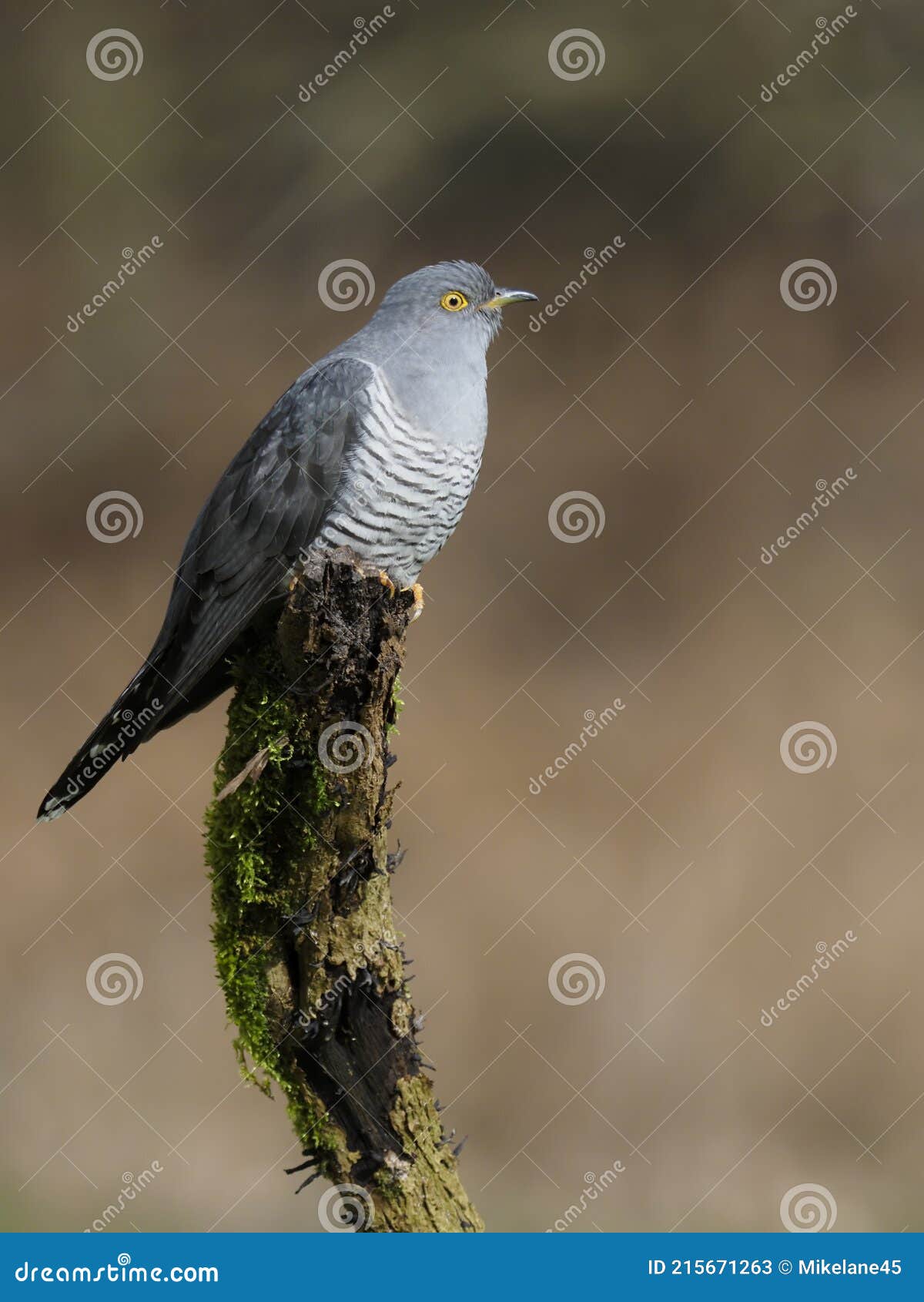 Cuckoo, Cuculus canorus stock image. Image of canorus - 215671263