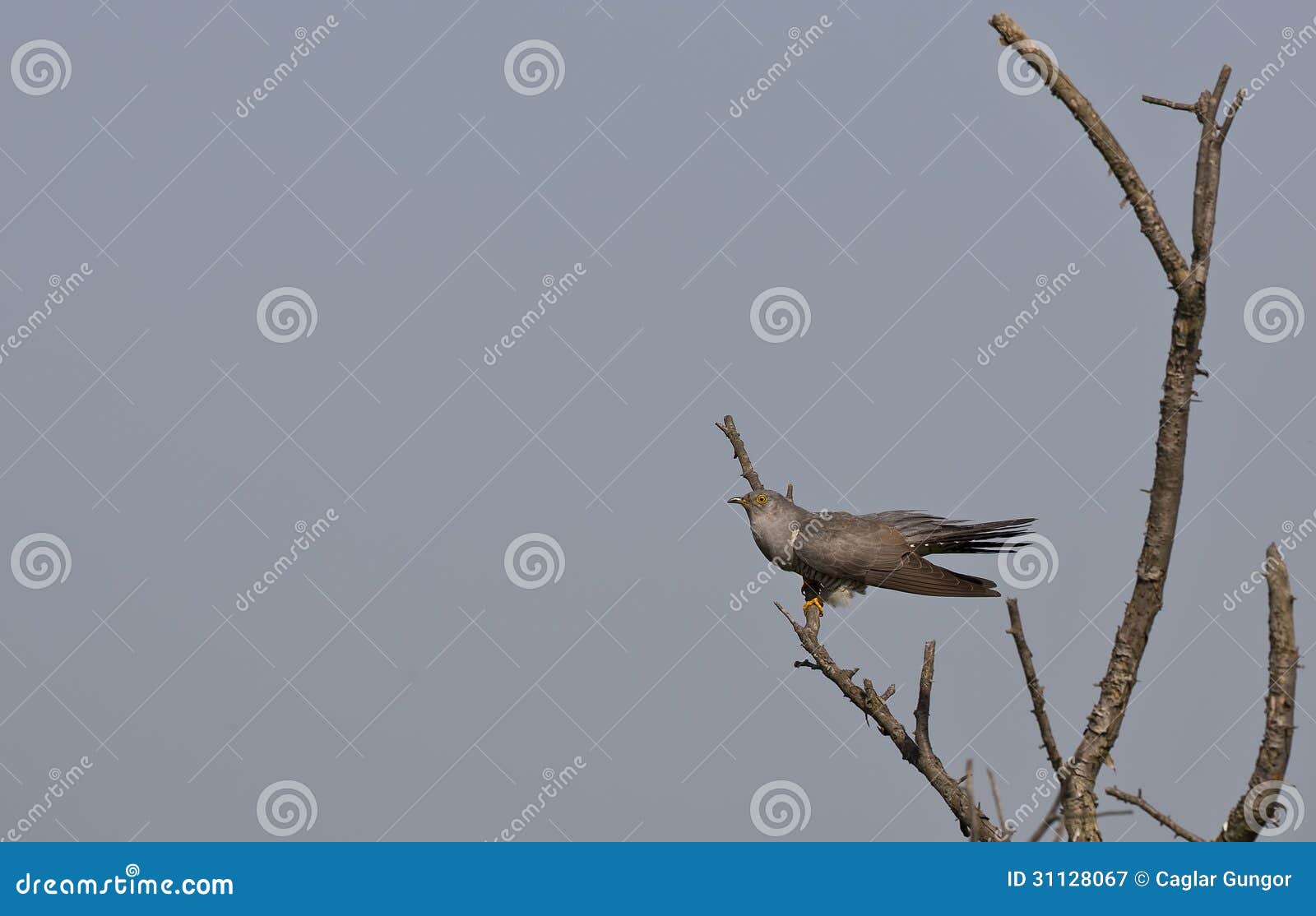Cuckoo (Cuculus Canorus) on a Tree Stock Image - Image of wildlife ...