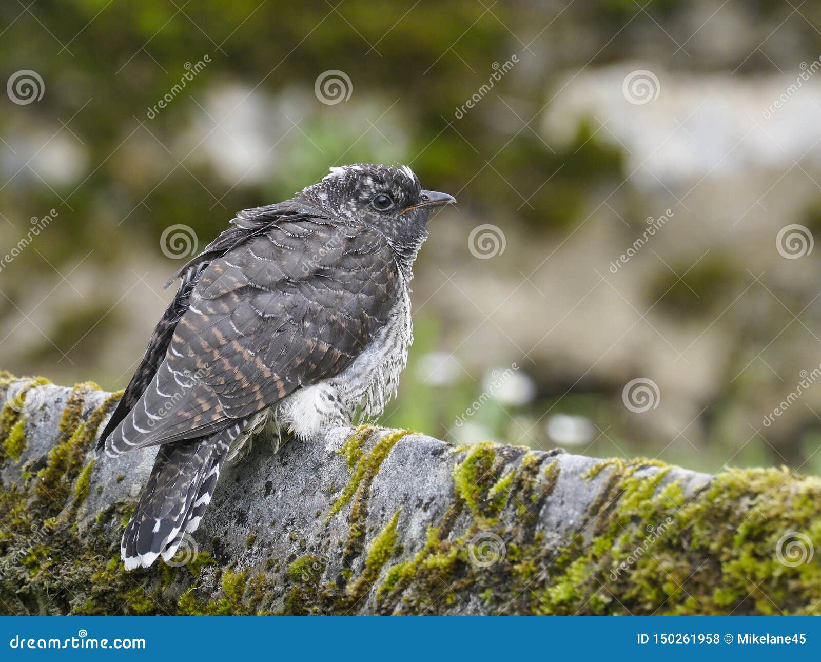 Cuckoo, Cuculus canorus stock photo. Image of cuckoo - 150261958