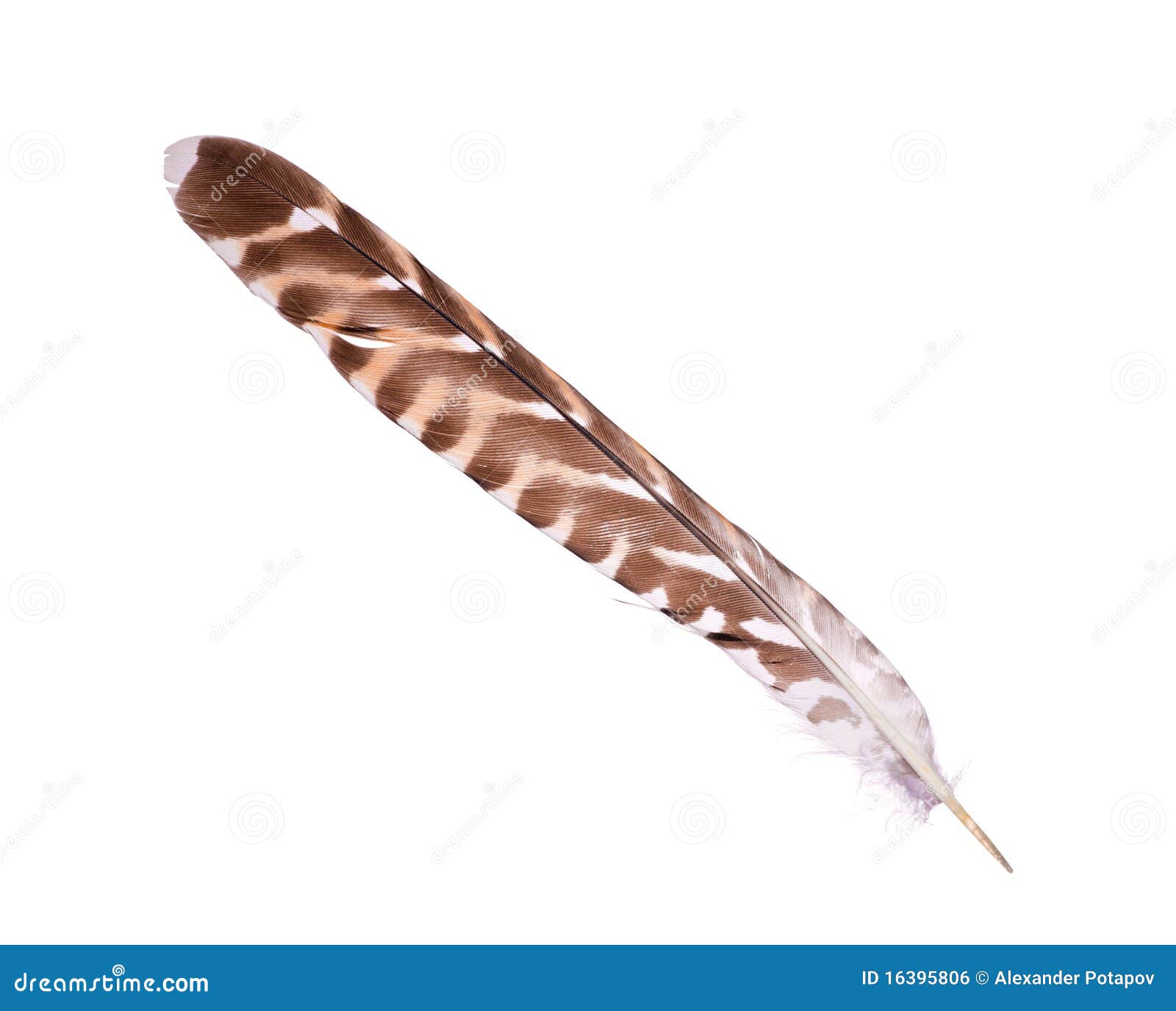 Cuckoo Feather Isolated on White Stock Photo - Image of dreams, feather ...