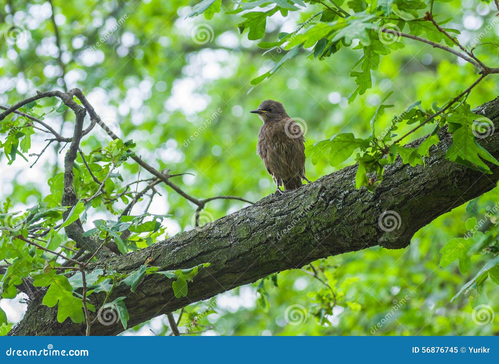 Cuckoo fledgling stock image. Image of nestling, life - 56876745