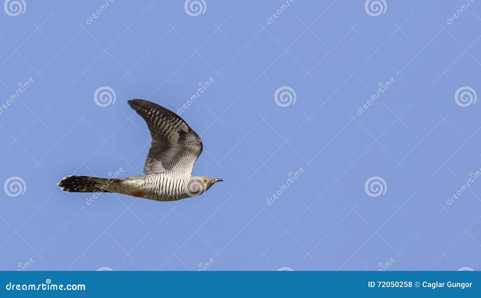 Cuckoo in Flight stock photo. Image of feather, wildlife - 72050258