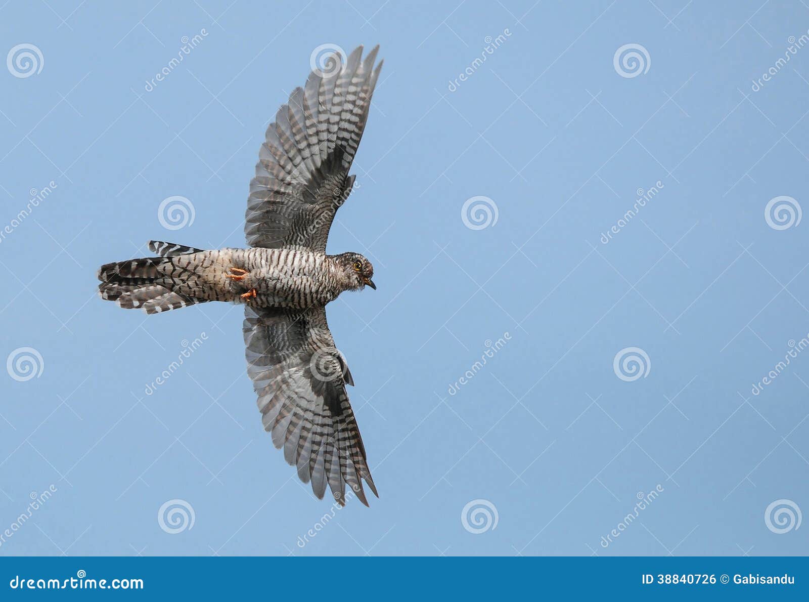 Cuckoo in flight stock photo. Image of grey, cuckoo, envoy - 38840726