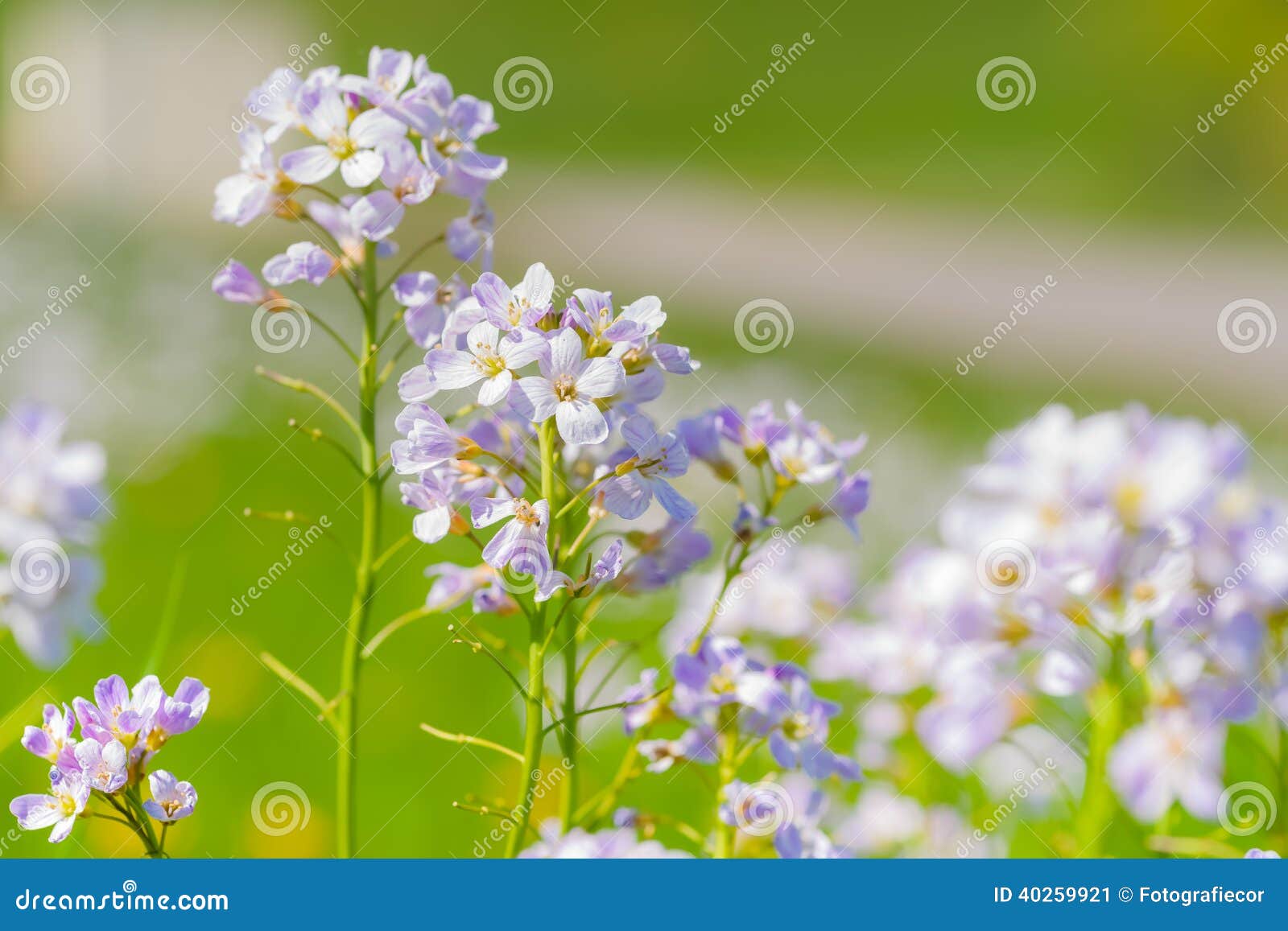 Cuckoo Flower (Cardamine Pratensis) Stock Image - Image of bittercress ...