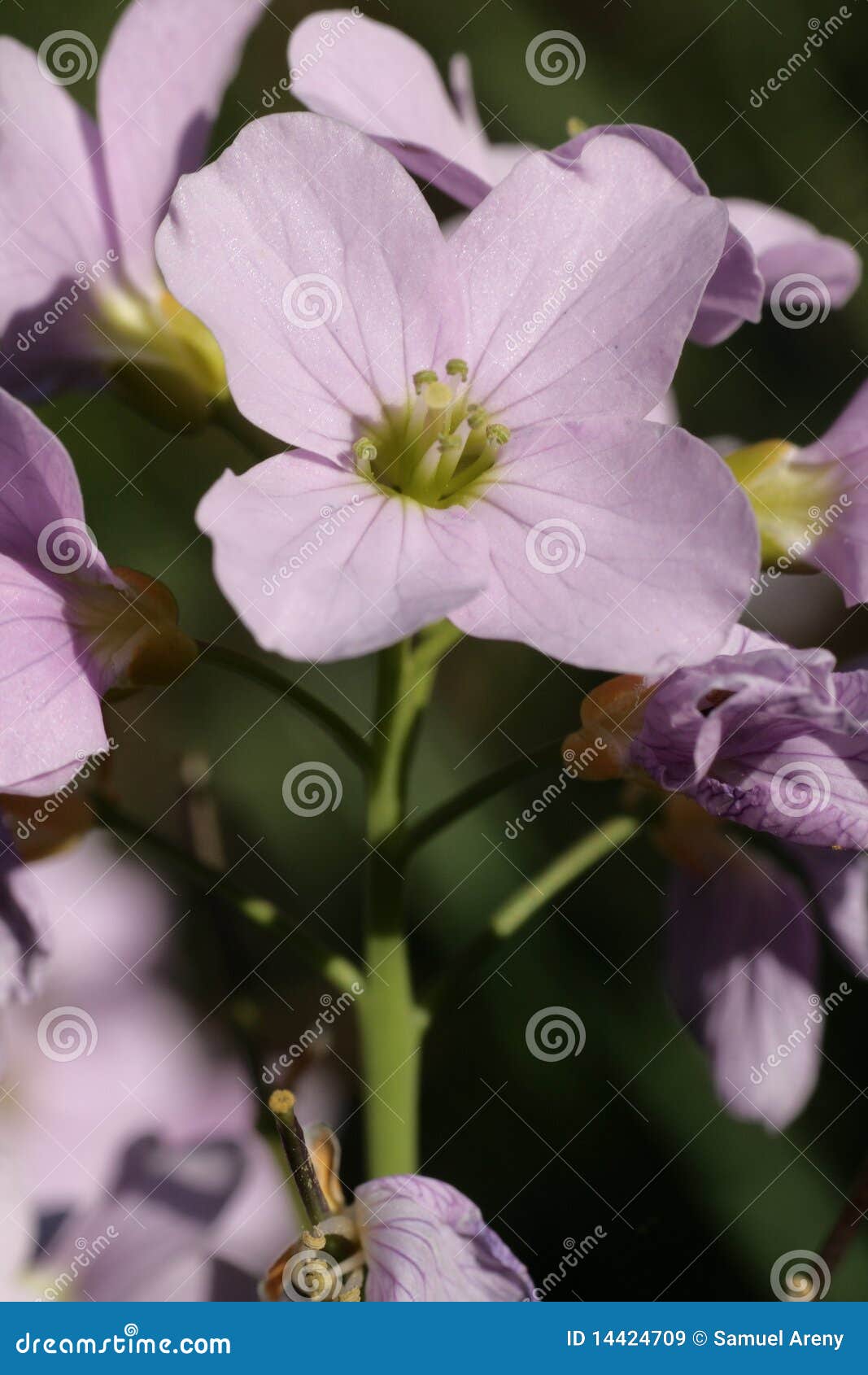 Cuckoo Flower or Lady S Smock Stock Image - Image of wildlife, flower ...