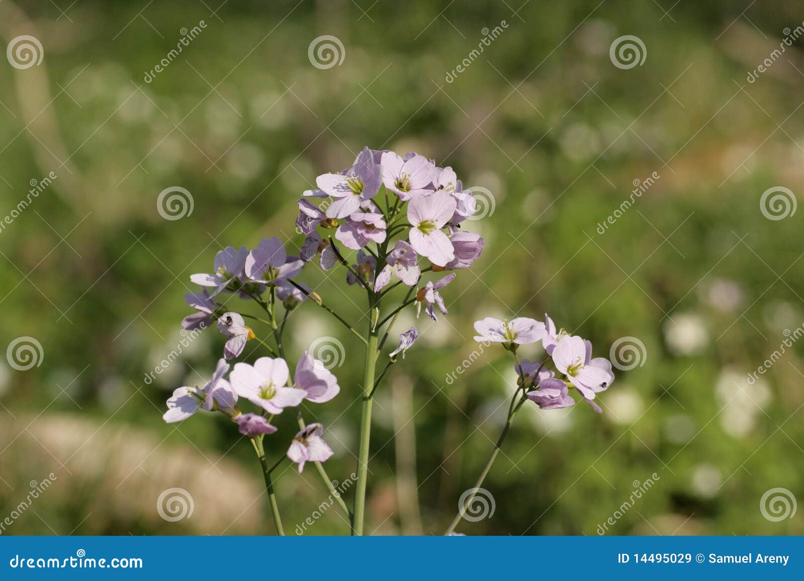 Cuckoo Flower or Lady S Smock Stock Image - Image of biodiversity ...