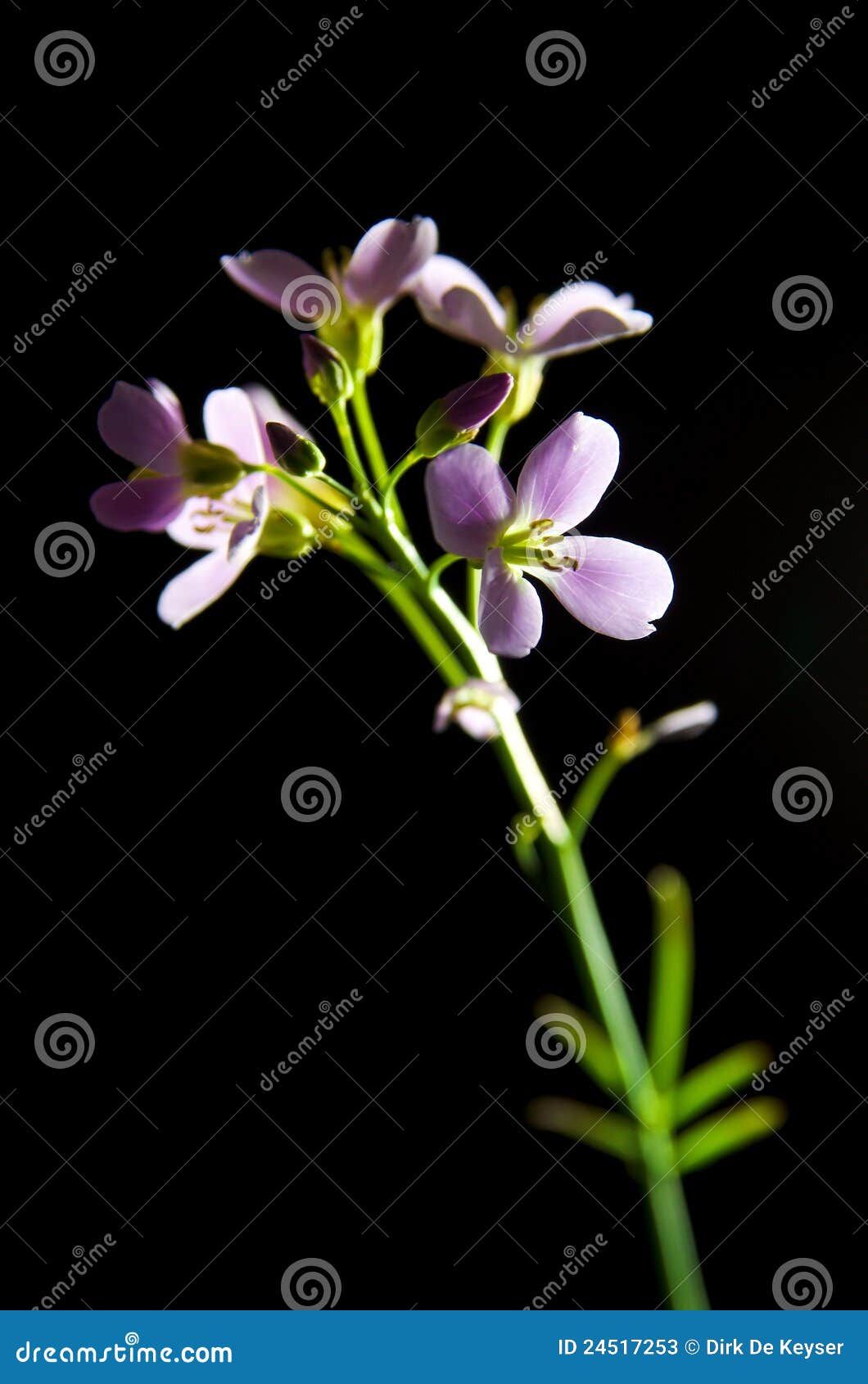 Cuckoo Flower or Lady S Smock Stock Image - Image of moonlight, flower ...