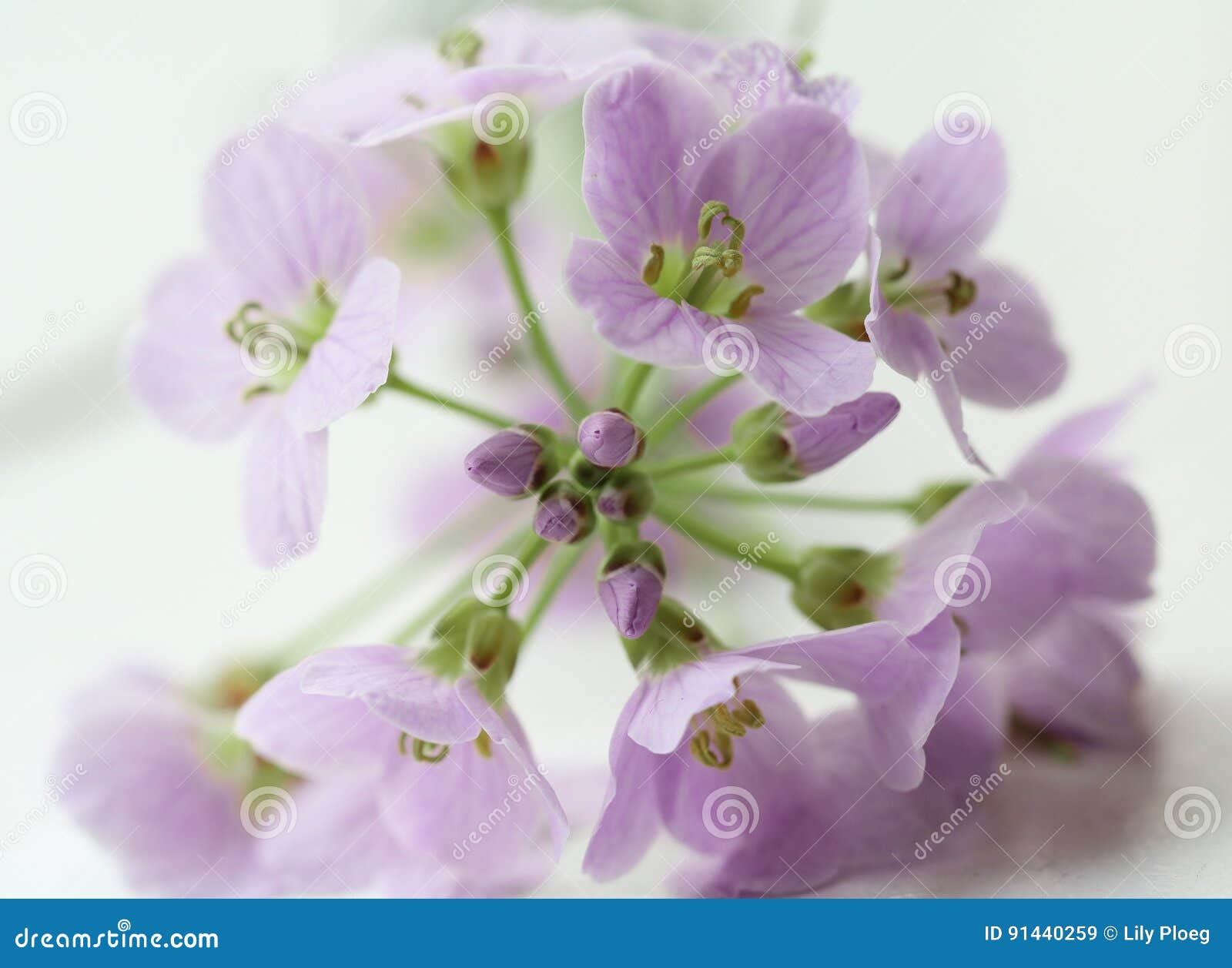 Cuckoo-flower stock image. Image of cuckooflower, isolated - 91440259