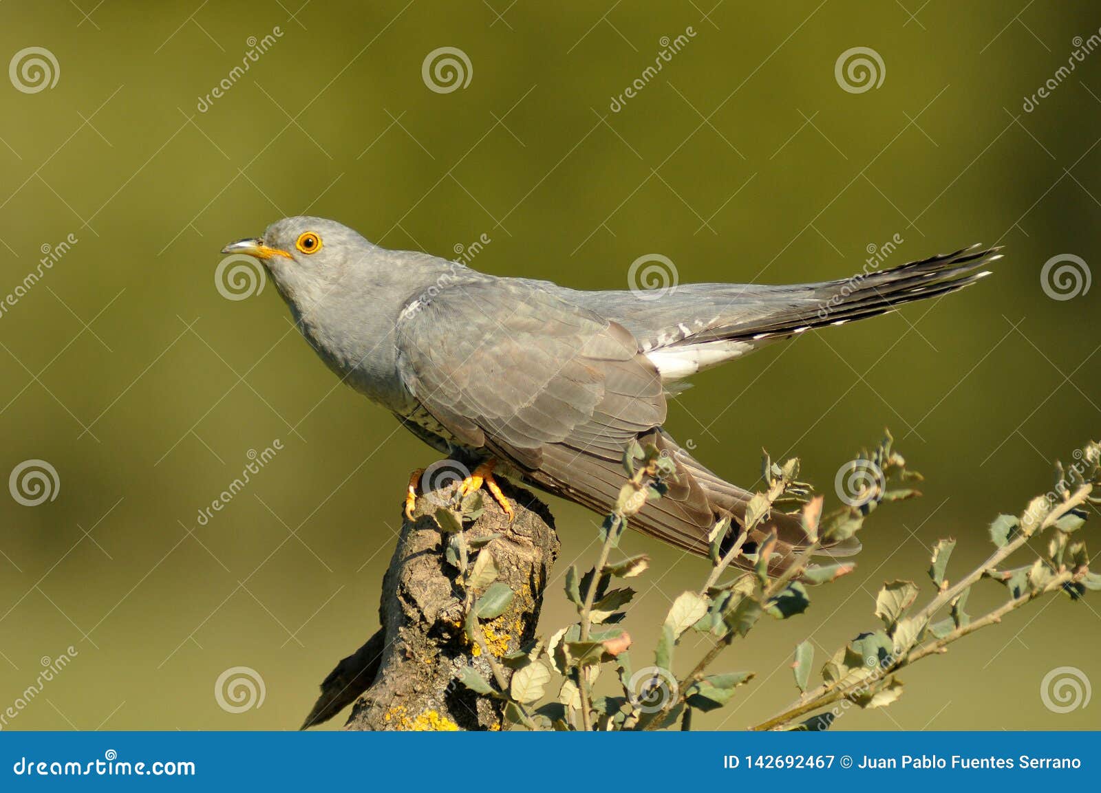 Cuckoo stock image. Image of cuckoo, birds, eagles, fauna - 142692467