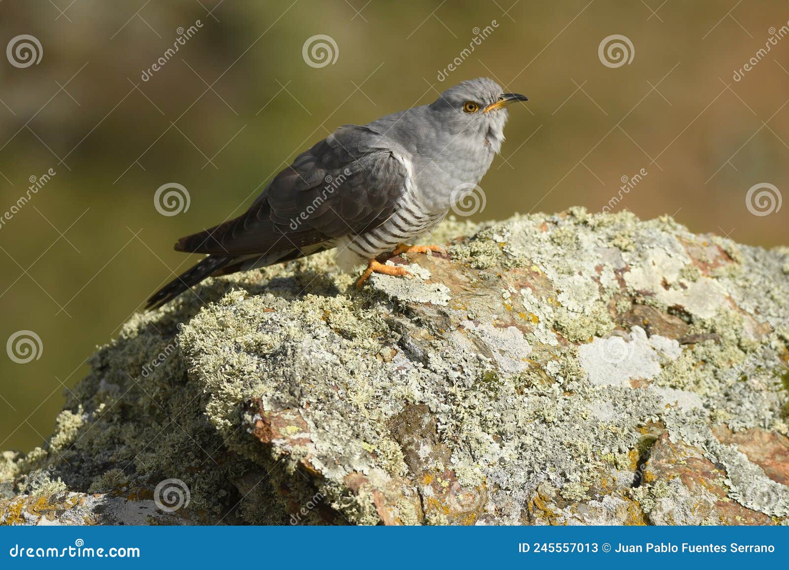 Cuckoo Poses on the Stone in Spring Stock Image - Image of claws, duck ...
