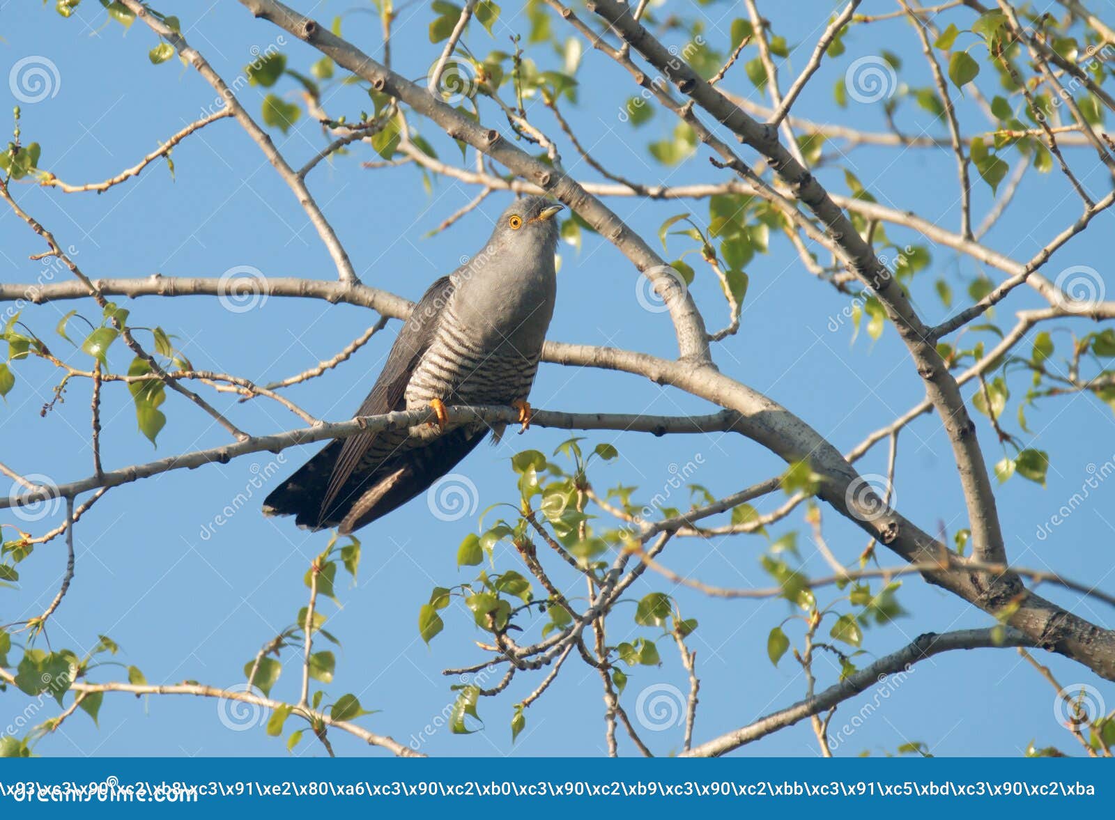 A Cuckoo Sits on a Tree in Spring Stock Image - Image of park, grey ...